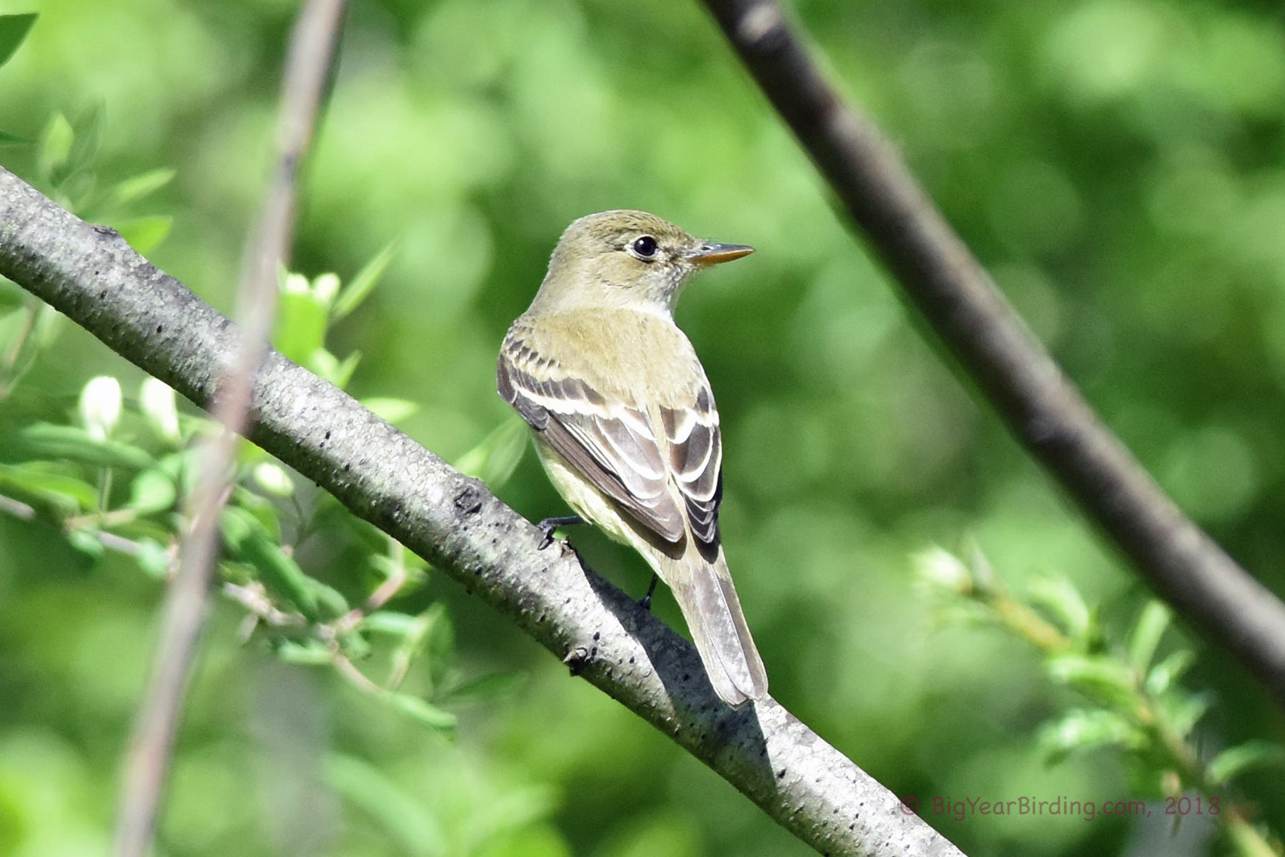 Alder Flycatcher - Big Year Birding