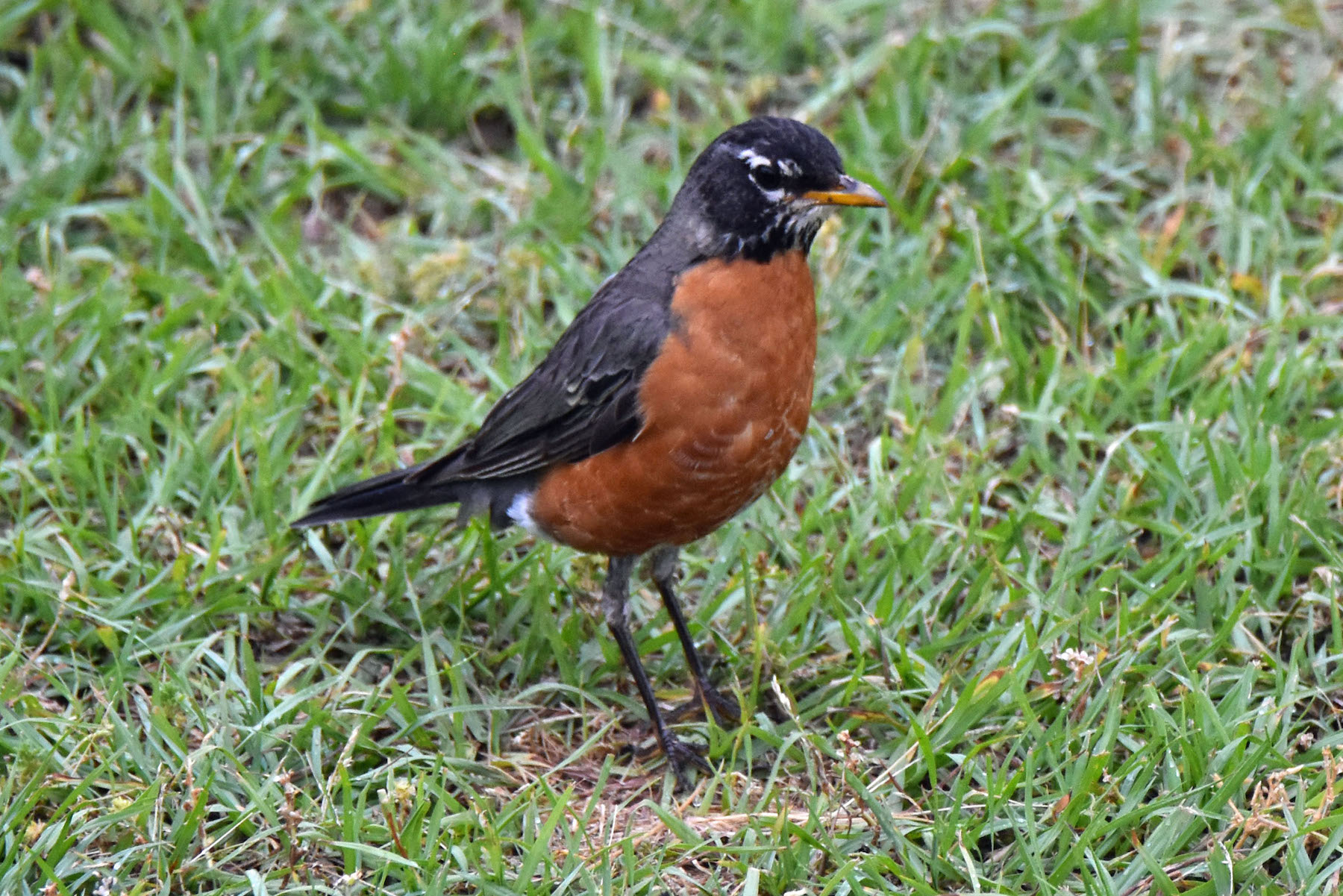 American Robin - Big Year Birding