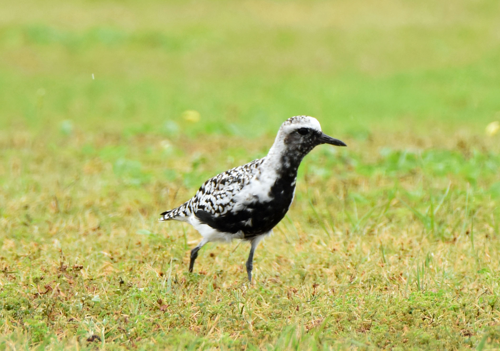 Black-bellied Plover - Big Year Birding