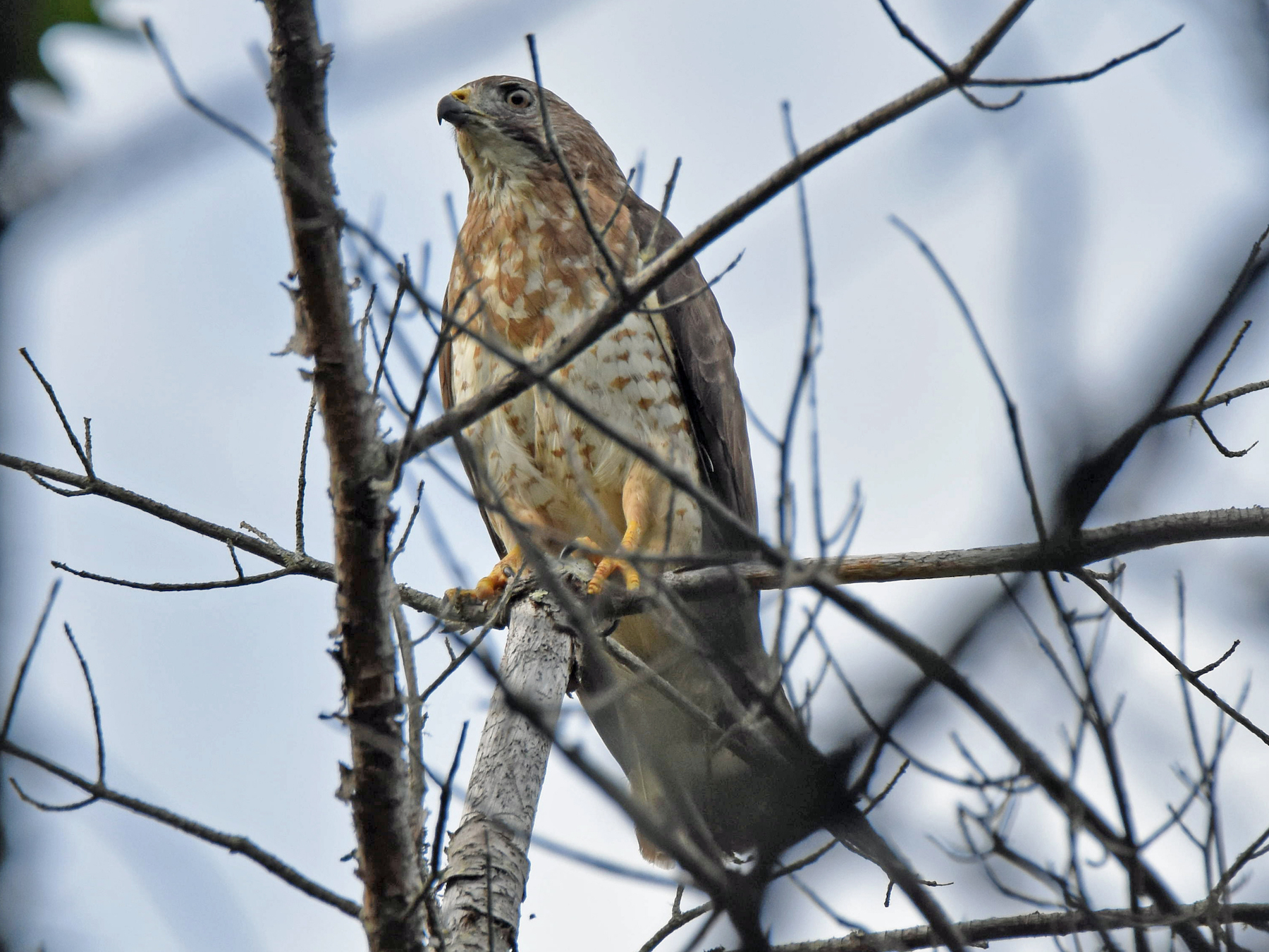 Broad-winged Hawk - Big Year Birding