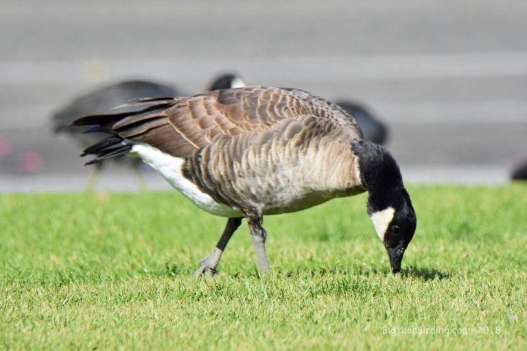 Cackling Goose - Big Year Birding