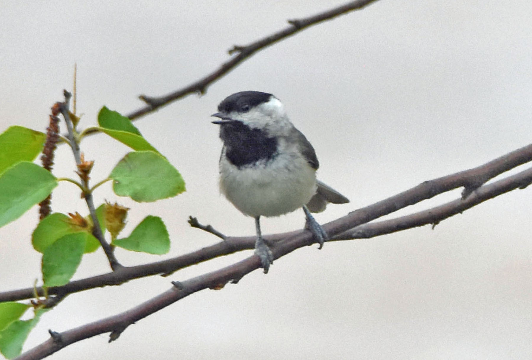 Chickadees (4) - Big Year Birding