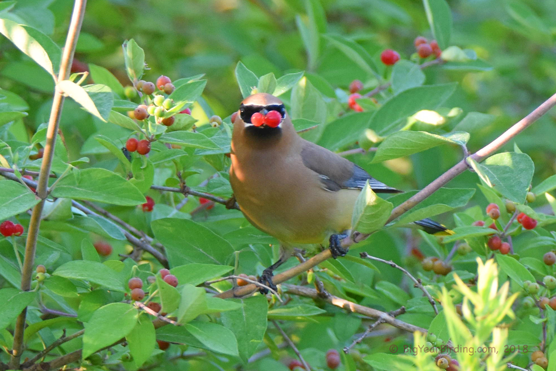 Cedar Waxwing - Big Year Birding