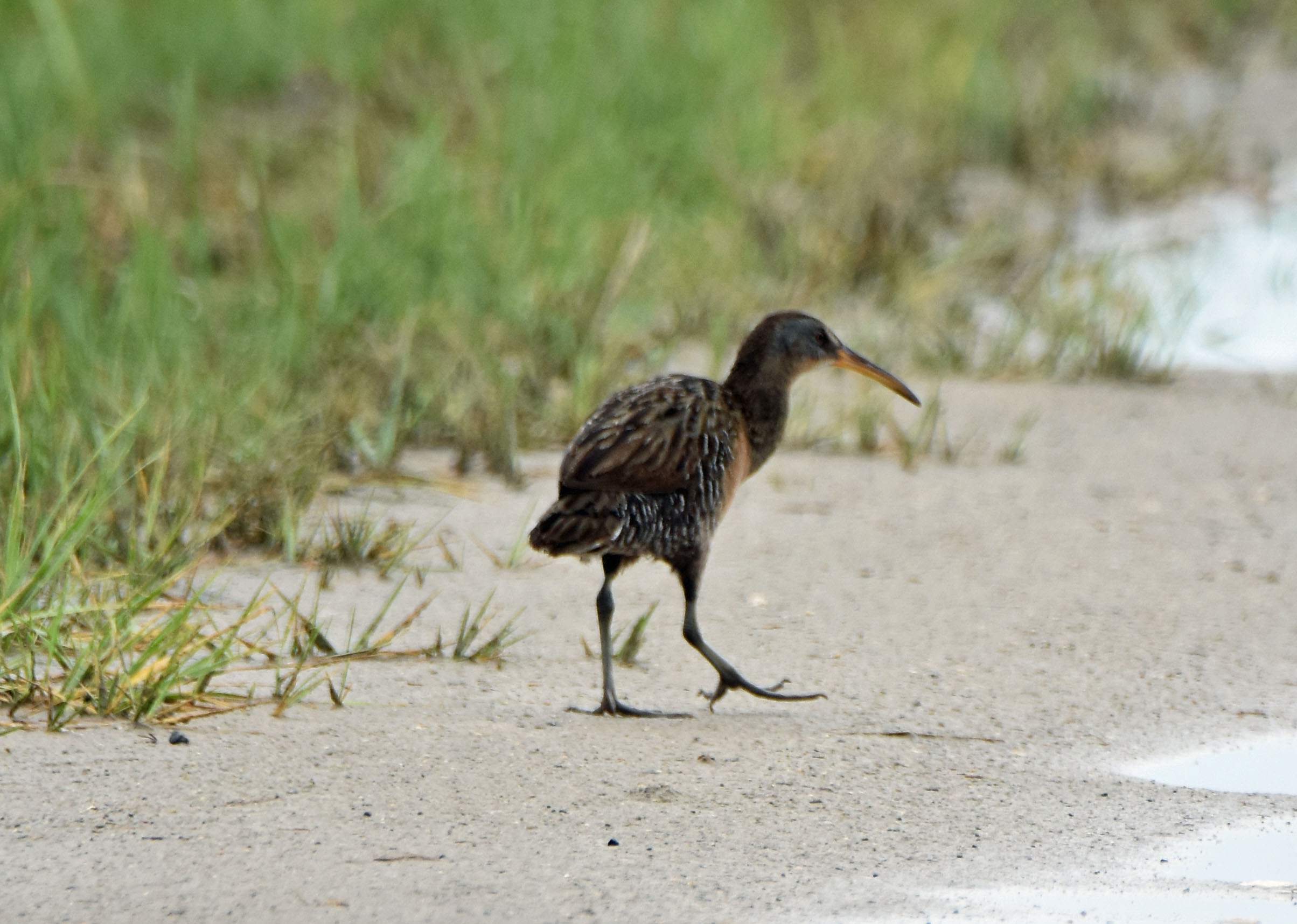 Clapper Rail - Big Year Birding