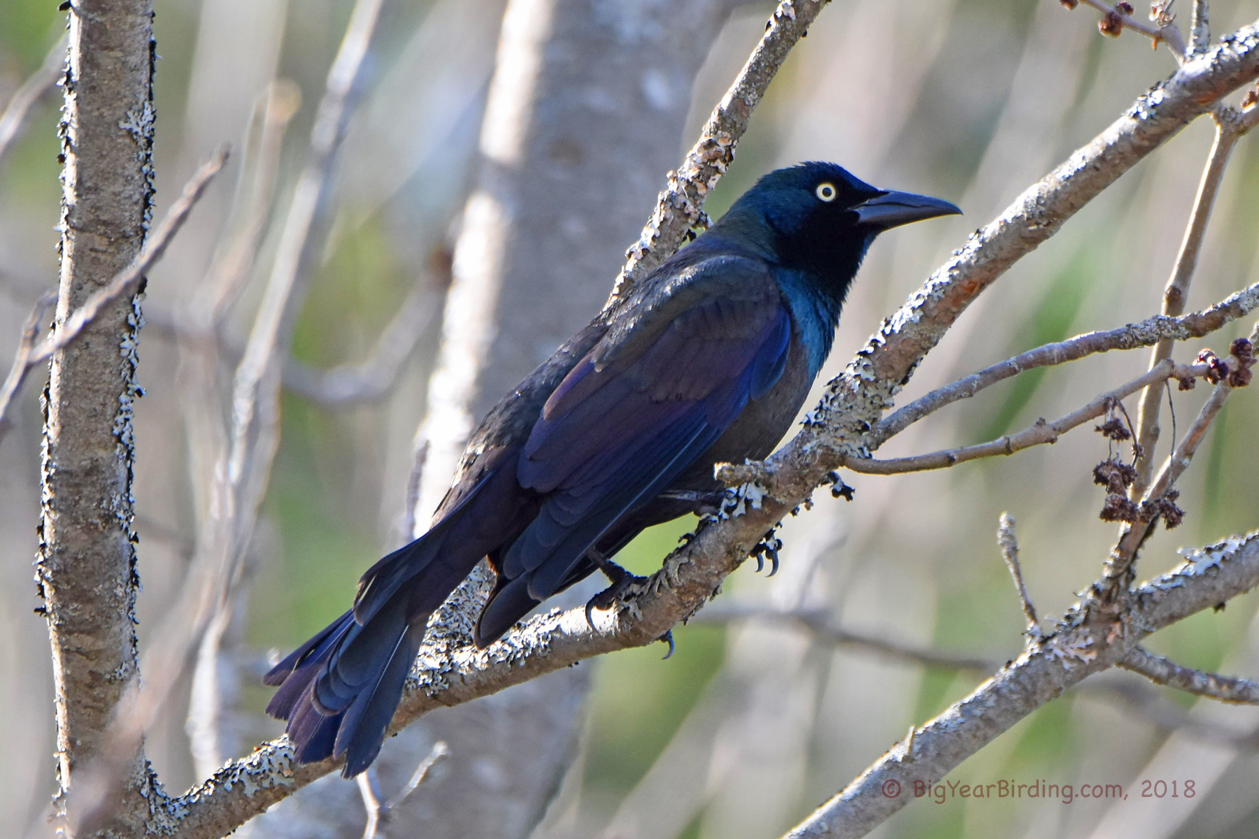 Common Grackle - Big Year Birding