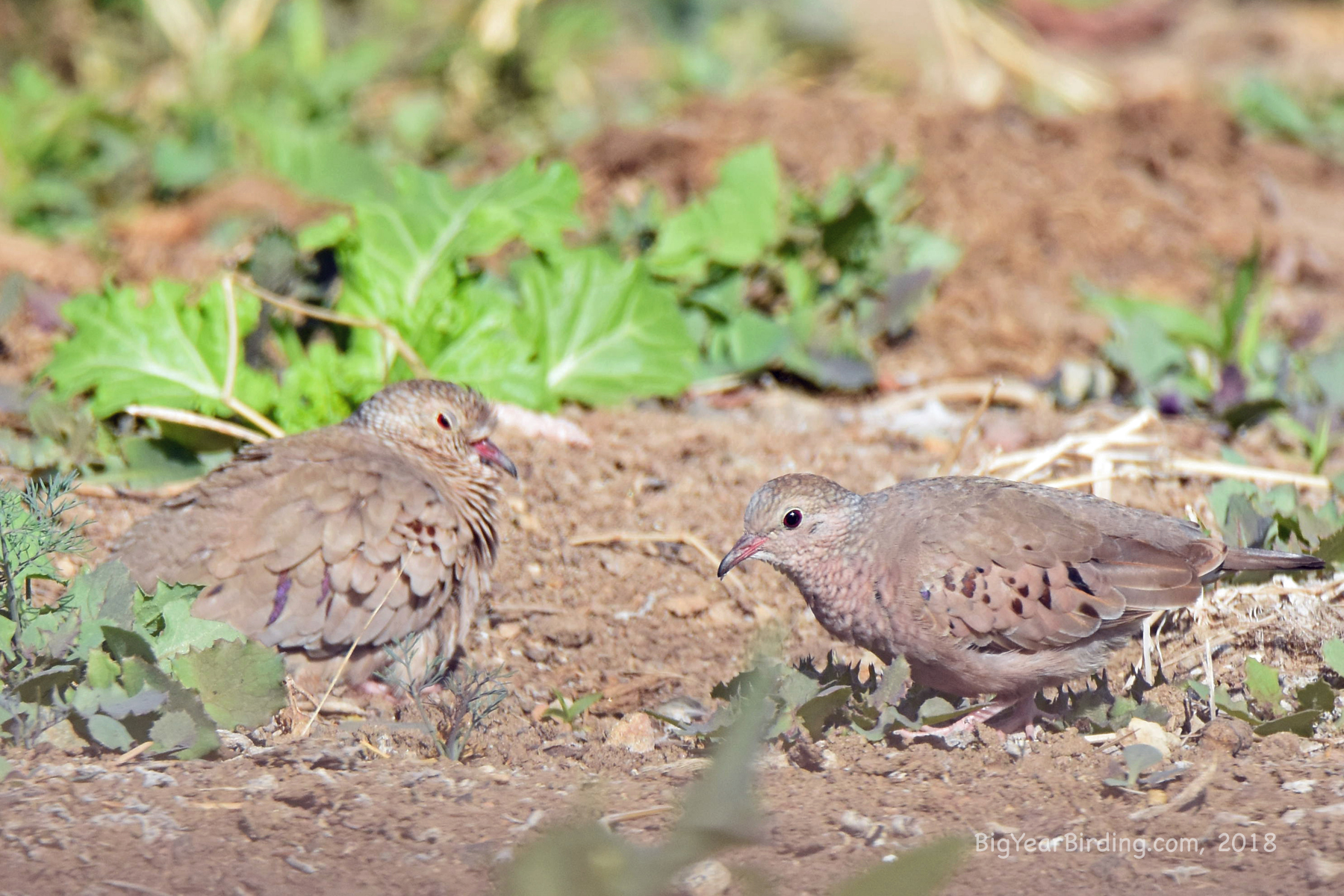 Common Ground Dove - Big Year Birding