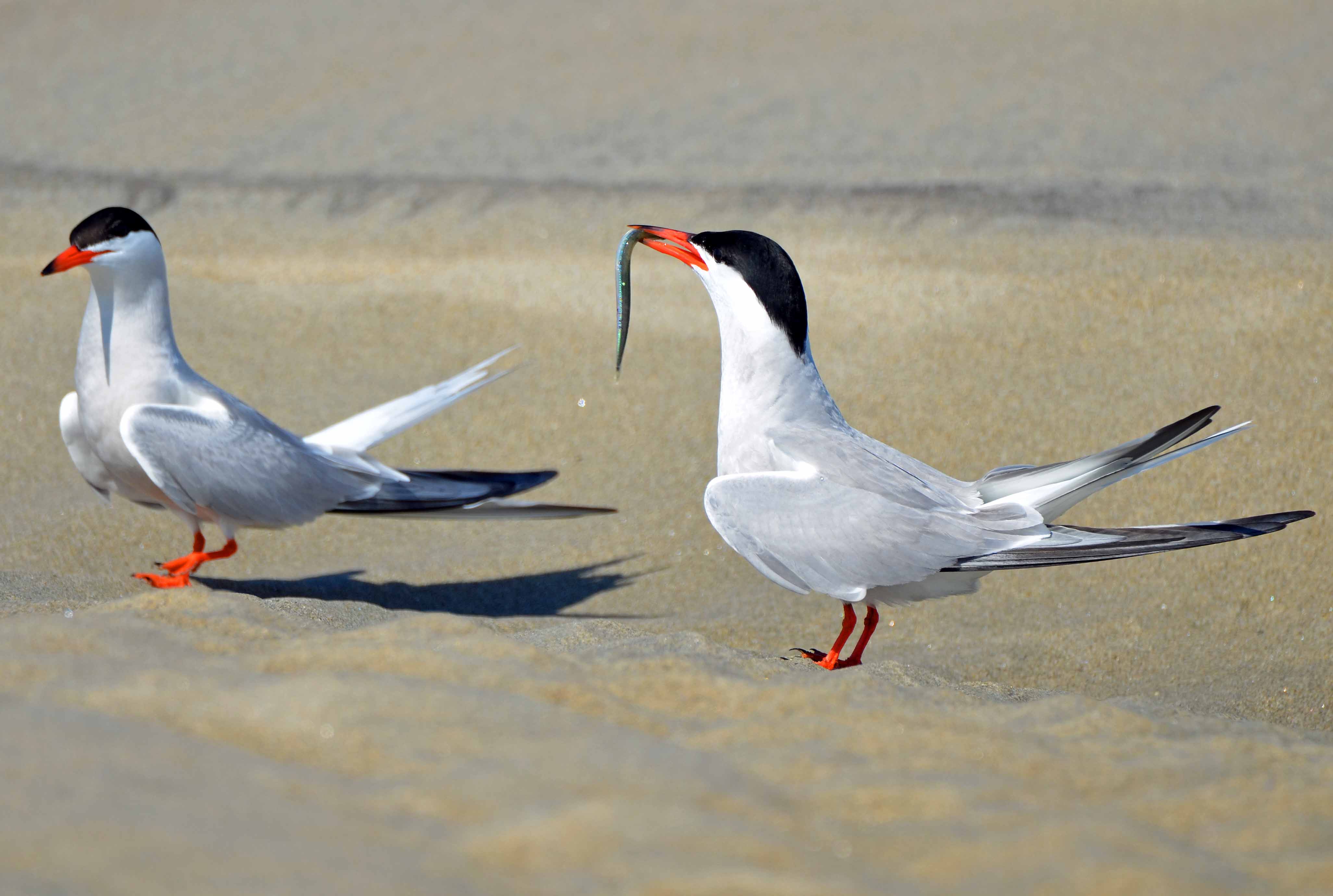 Common Tern - Big Year Birding