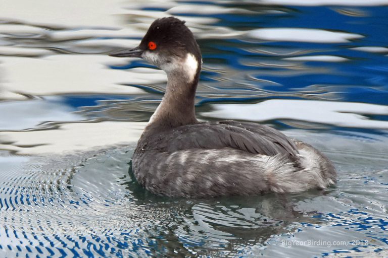 Eared Grebe - Big Year Birding