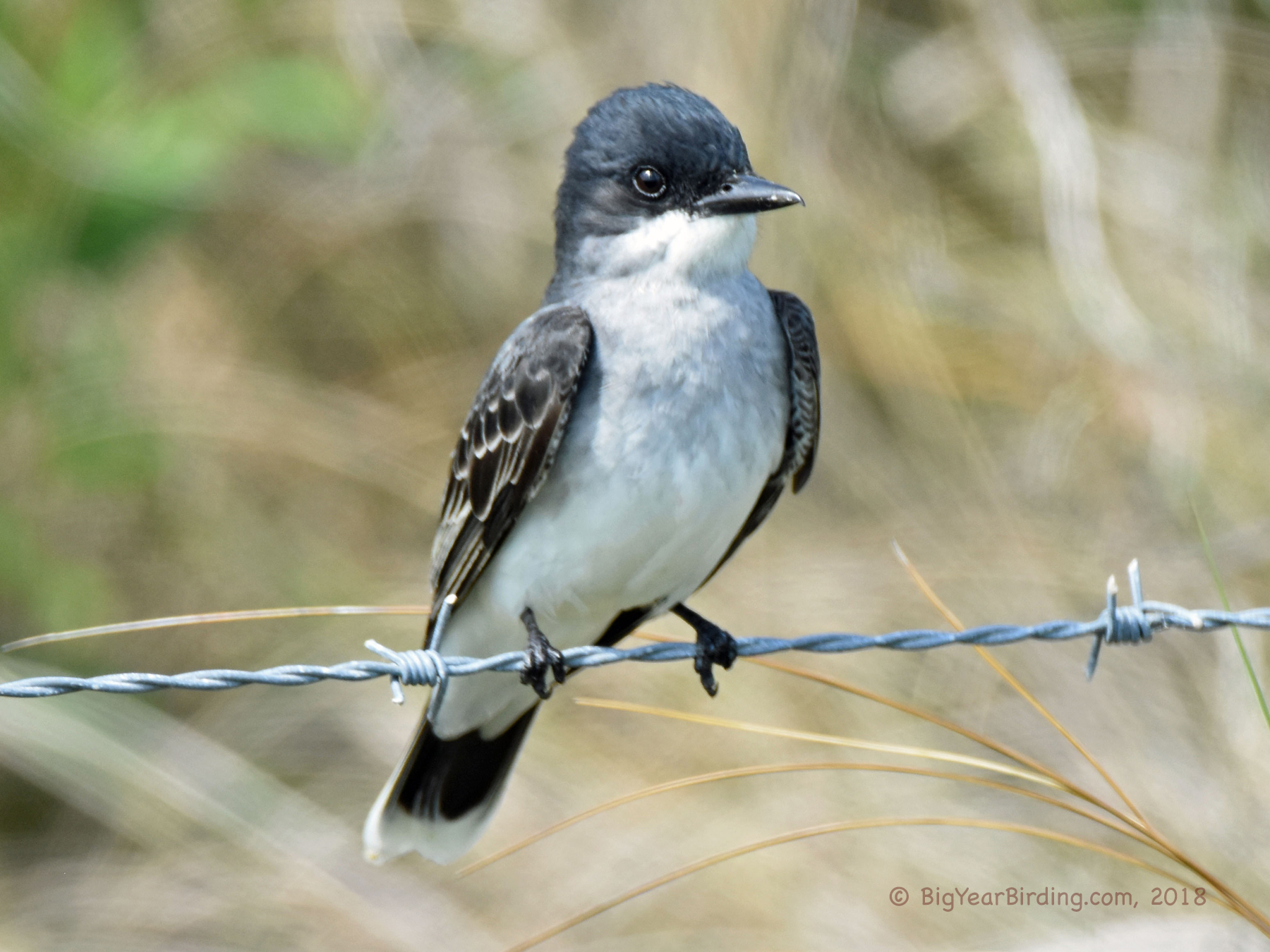 Eastern Kingbird - Big Year Birding