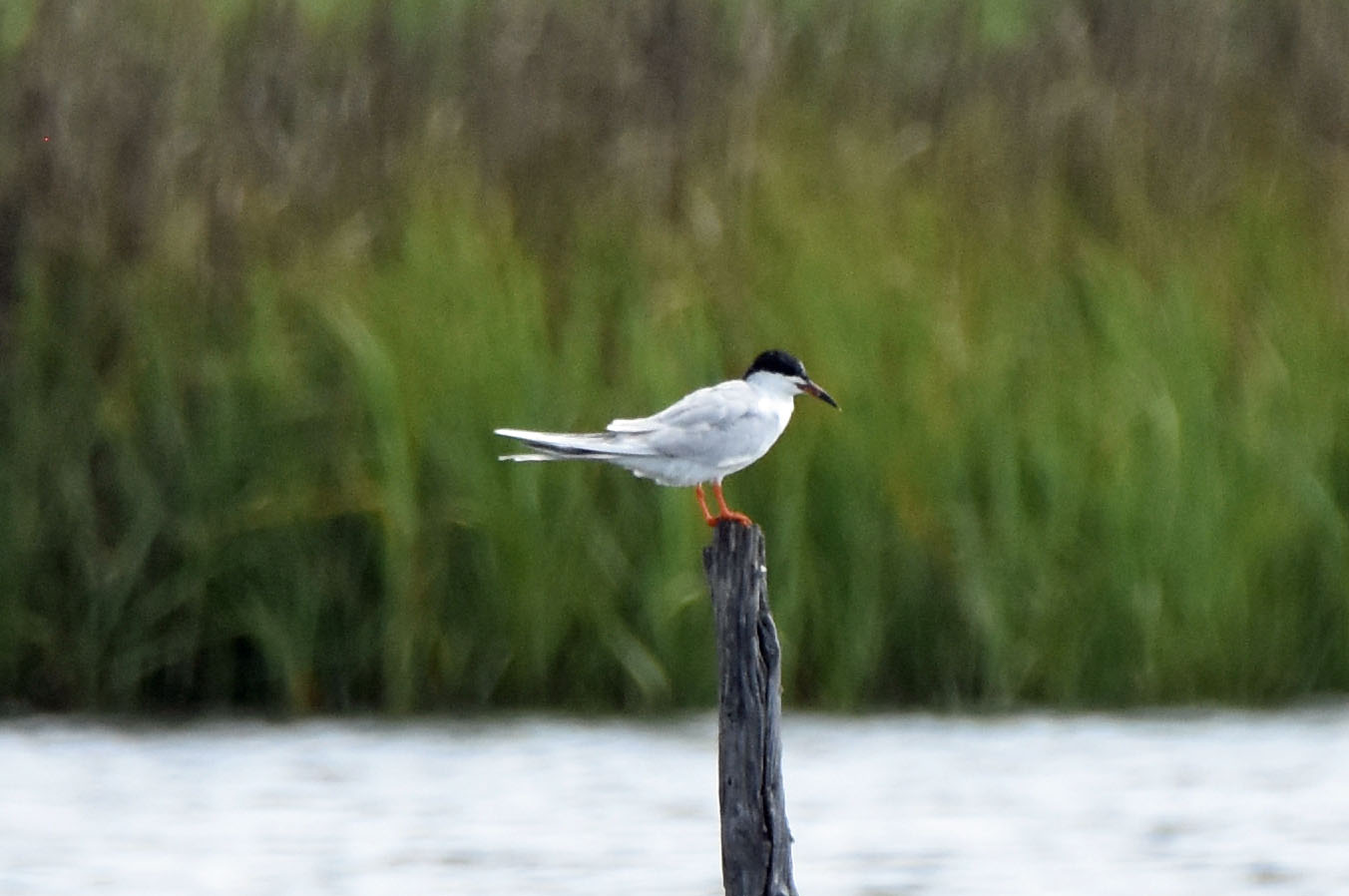 Forster's tern - Big Year Birding