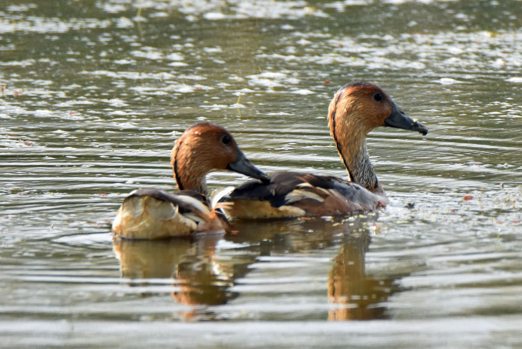 Fulvous Whistling-Duck - Big Year Birding