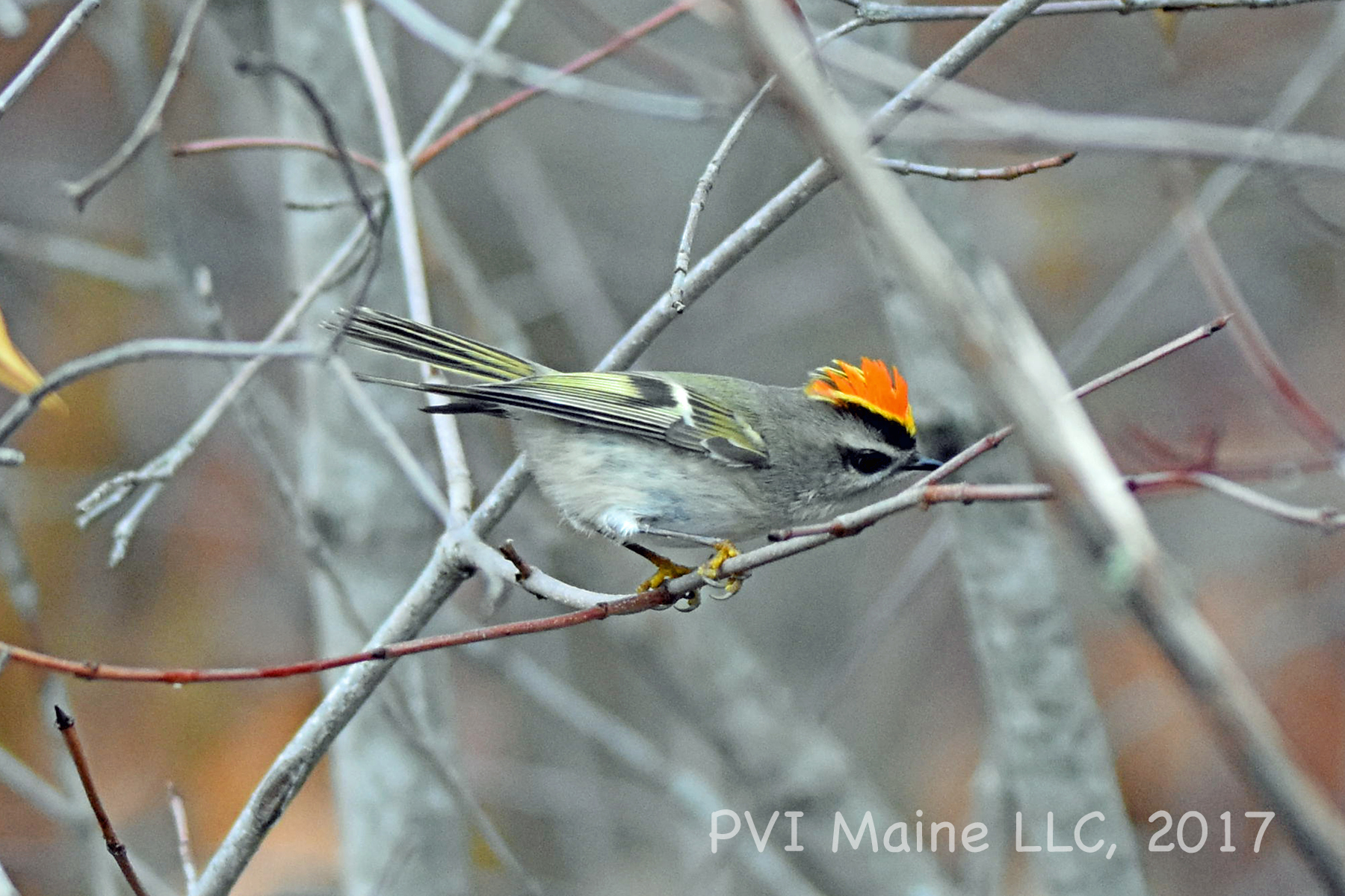 Golden-crowned Kinglet - Big Year Birding