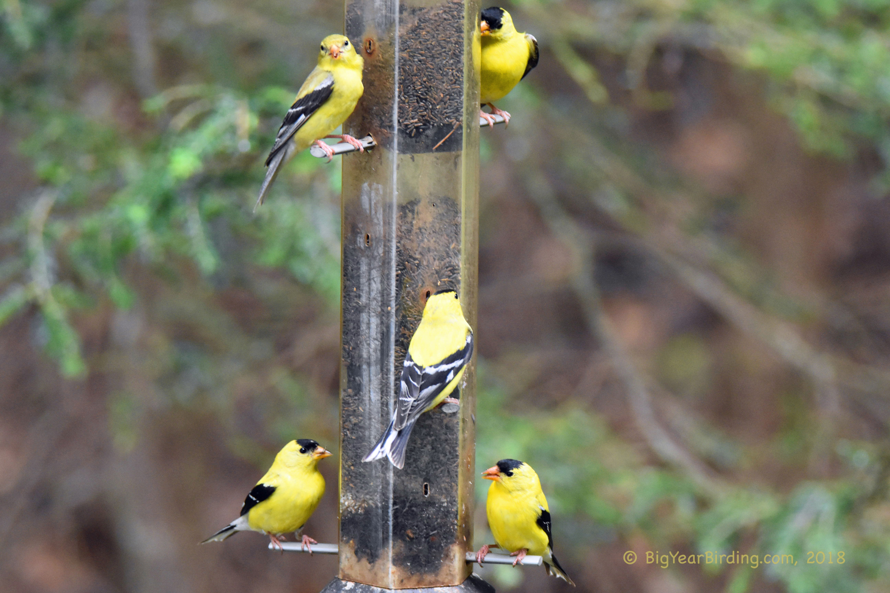 American Goldfinch - Big Year Birding