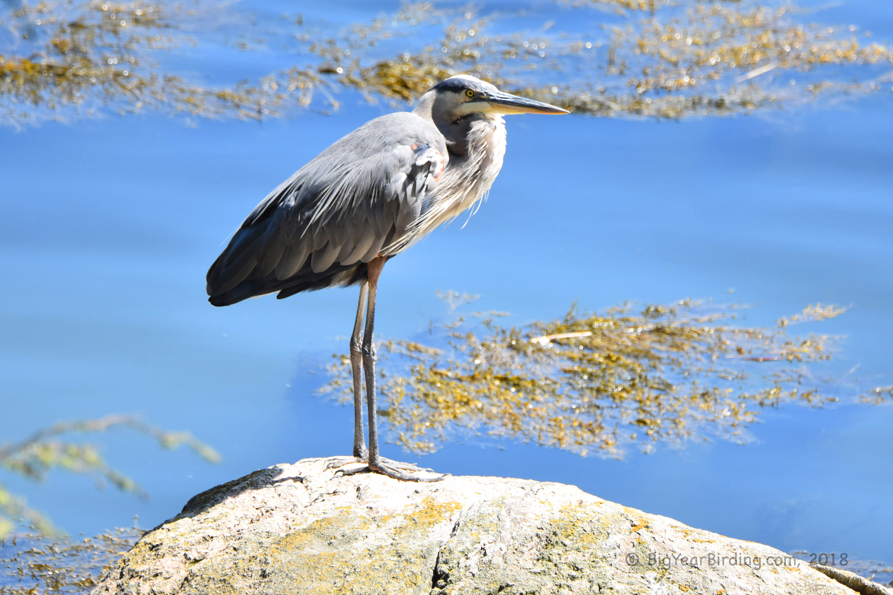 Great Blue Heron - Big Year Birding