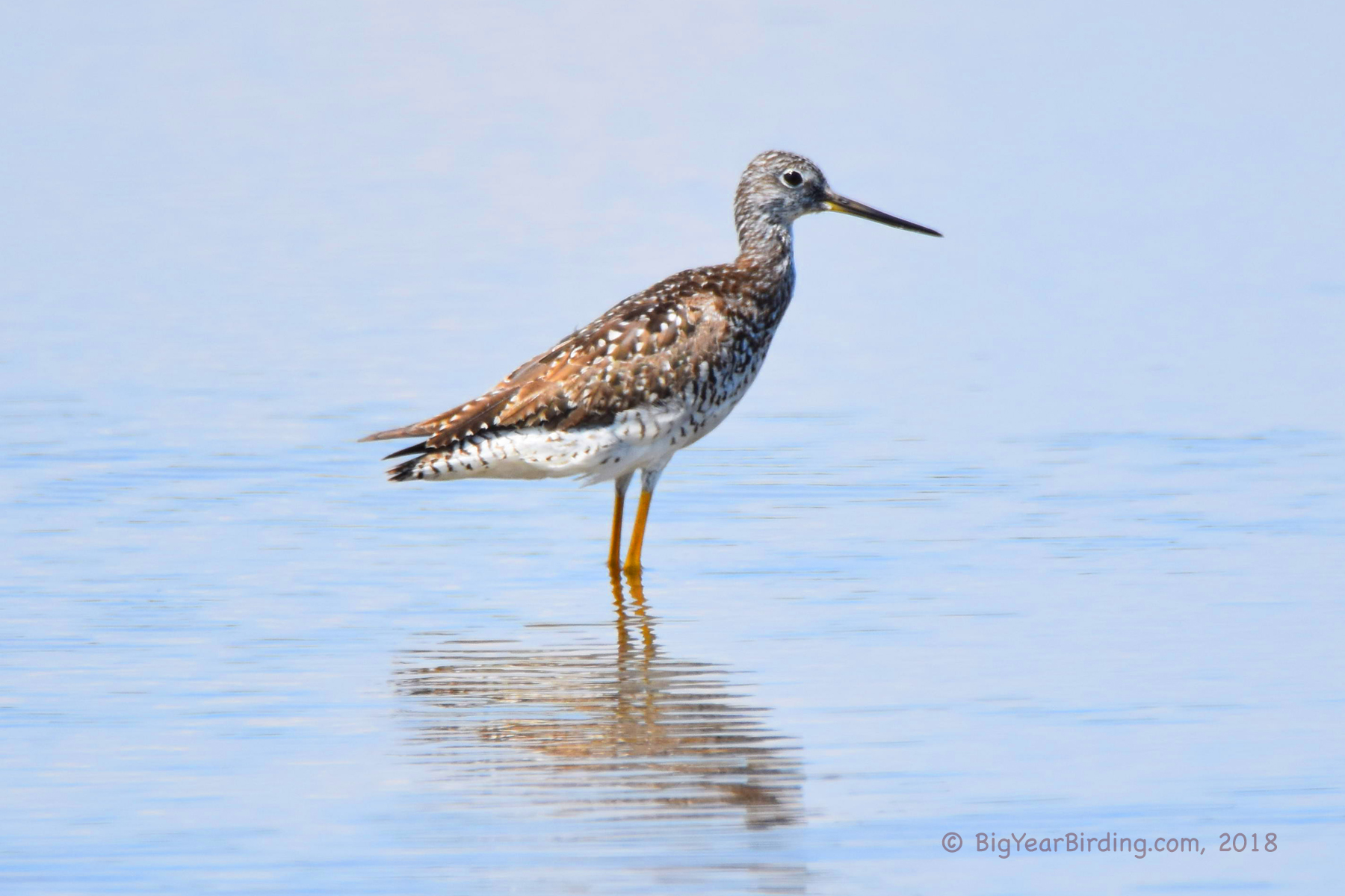 Shorebirds (44) - Big Year Birding