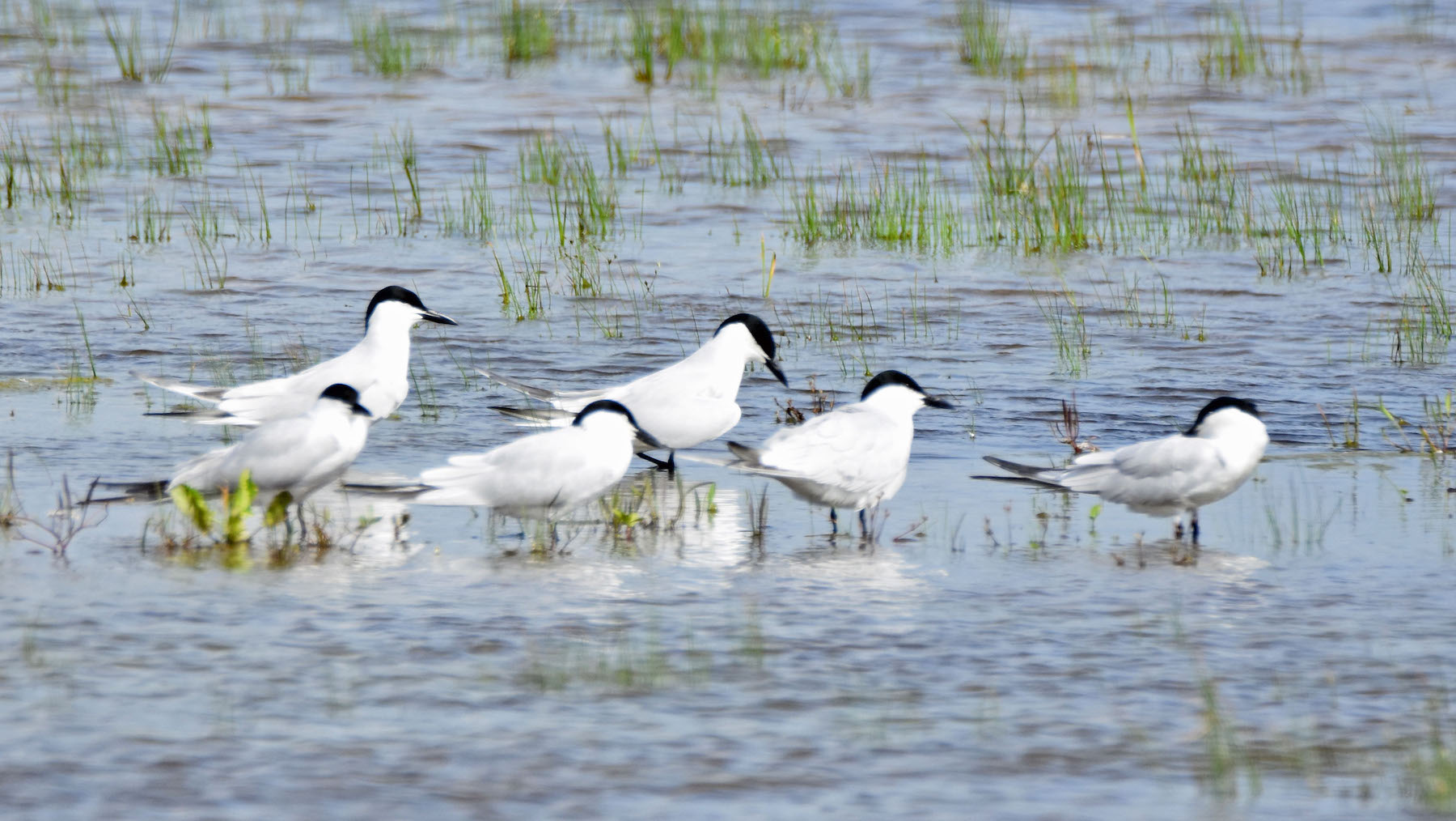 Terns (8) - Big Year Birding