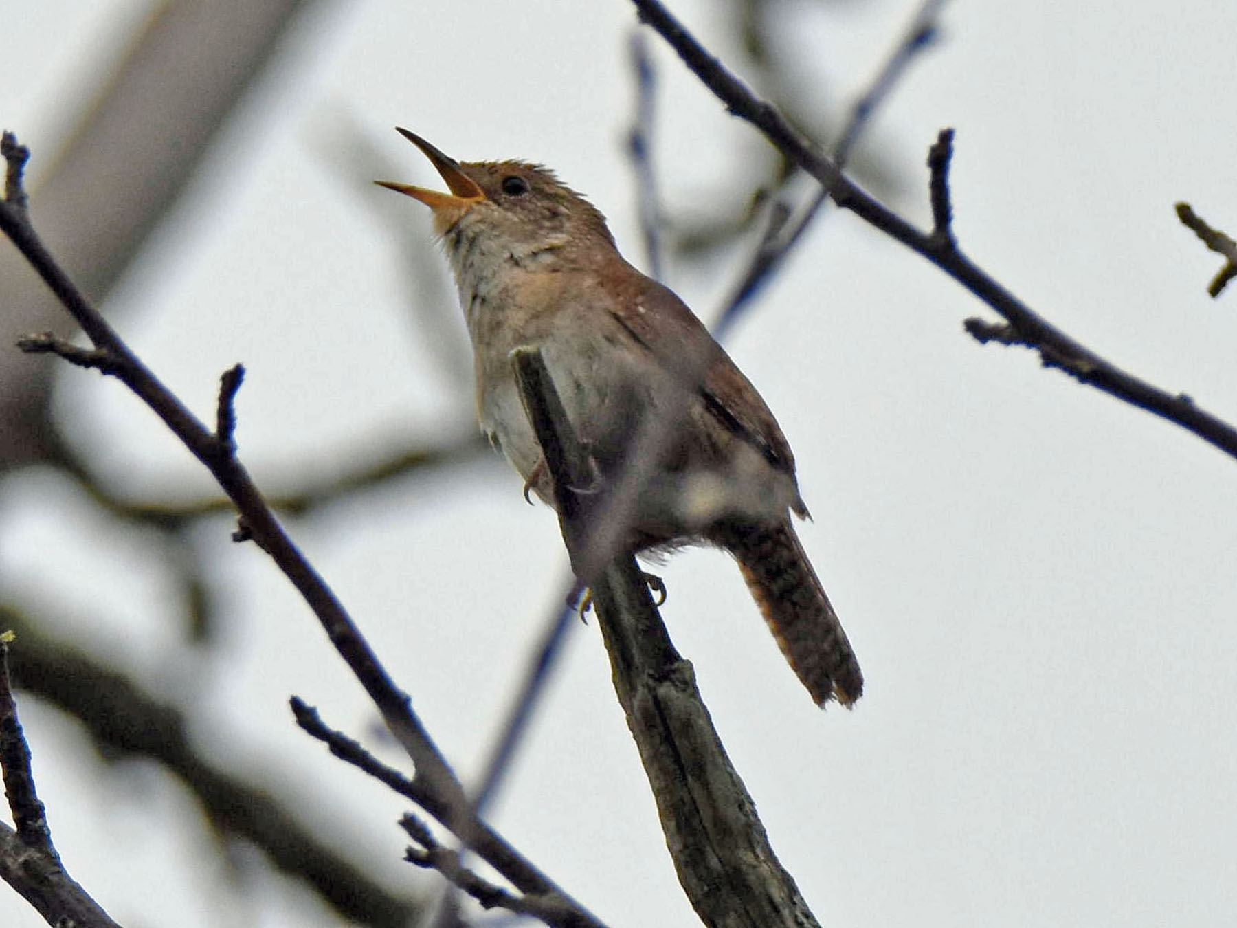 Wrens (8) - Big Year Birding