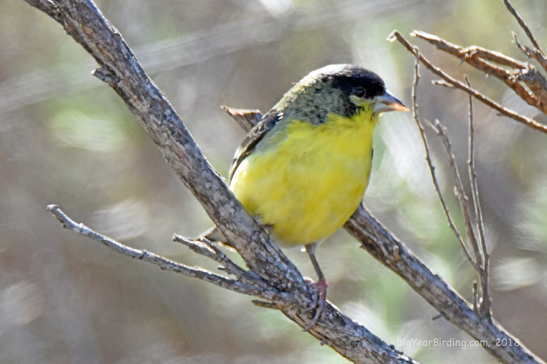 Lesser Goldfinch - Big Year Birding