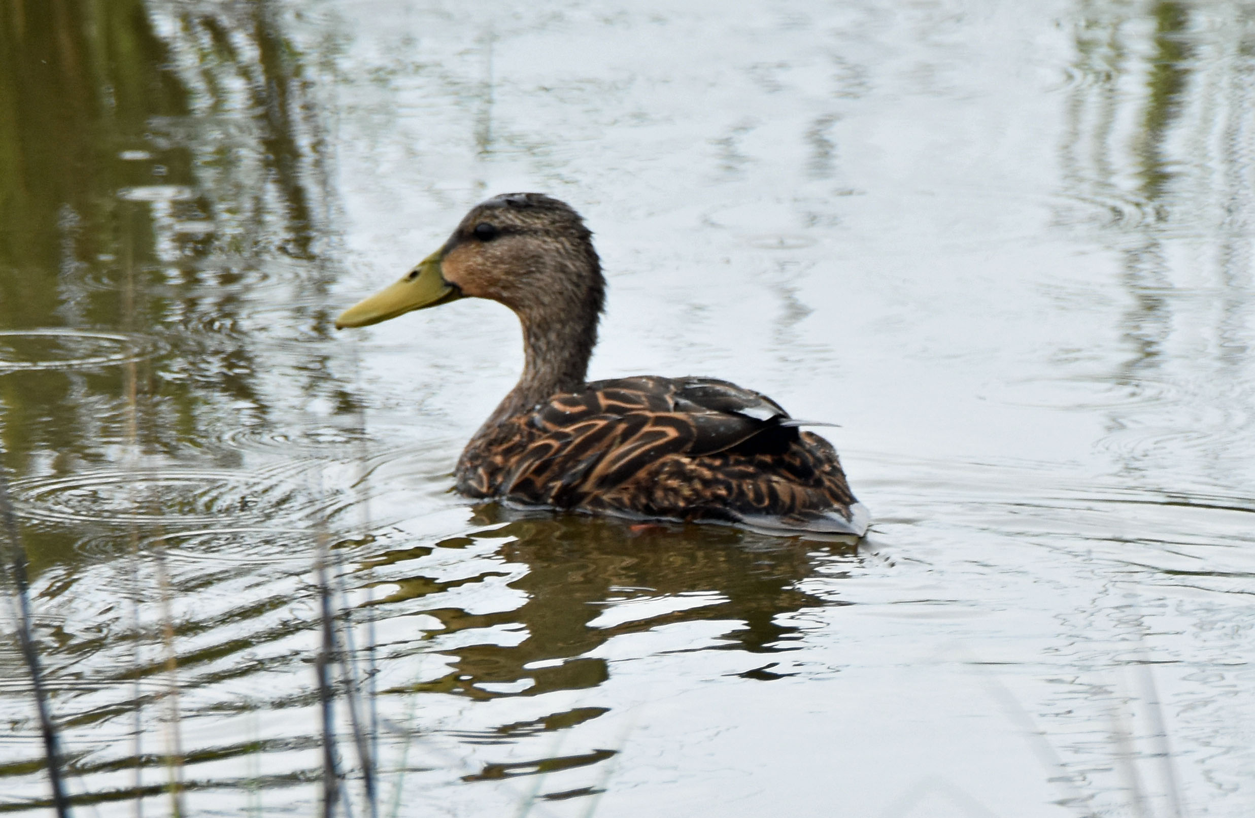 Mottled Duck - Big Year Birding