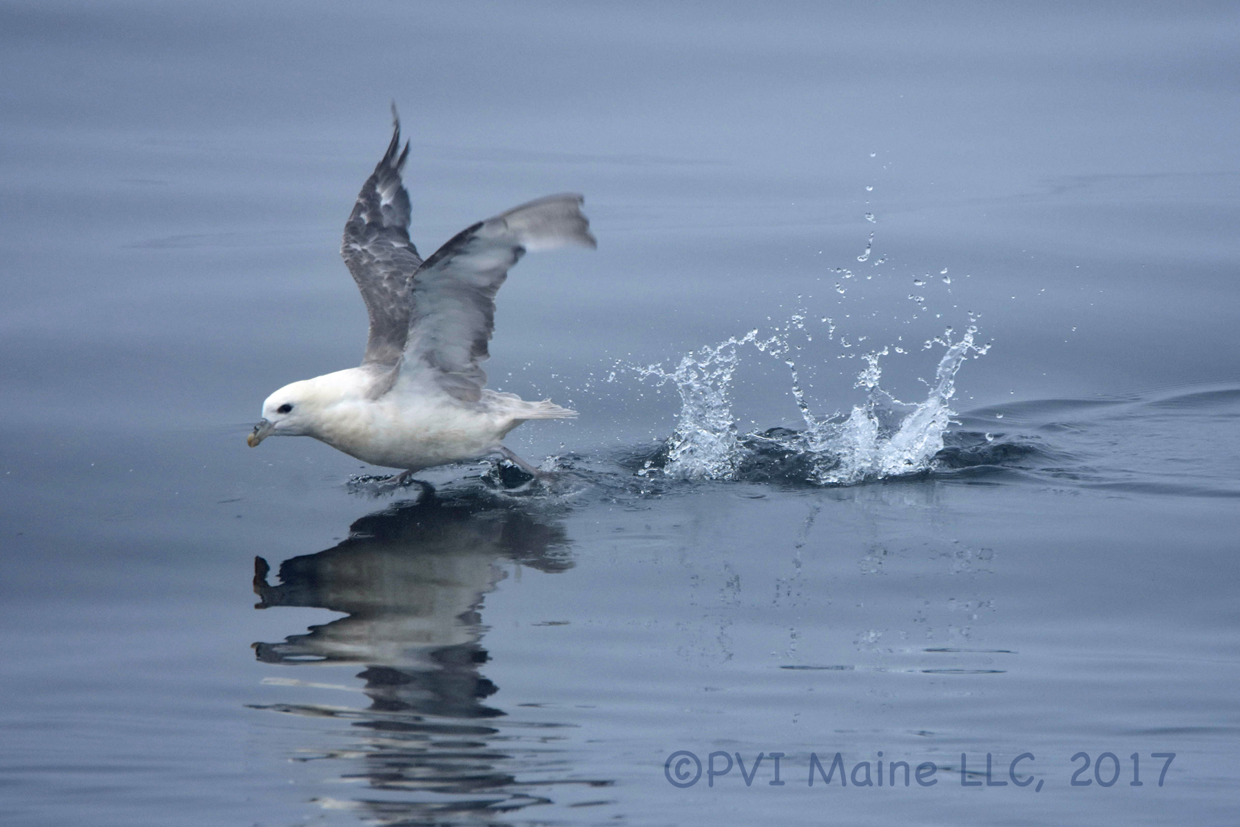 Northern Fulmar - Big Year Birding