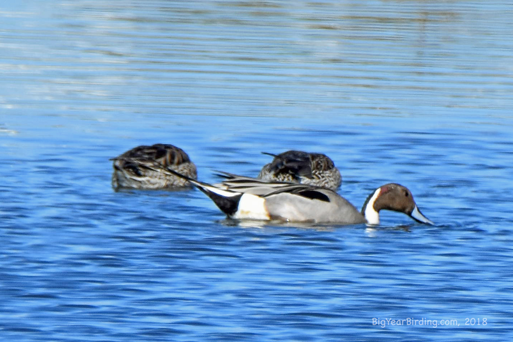 Northern Pintail - Big Year Birding