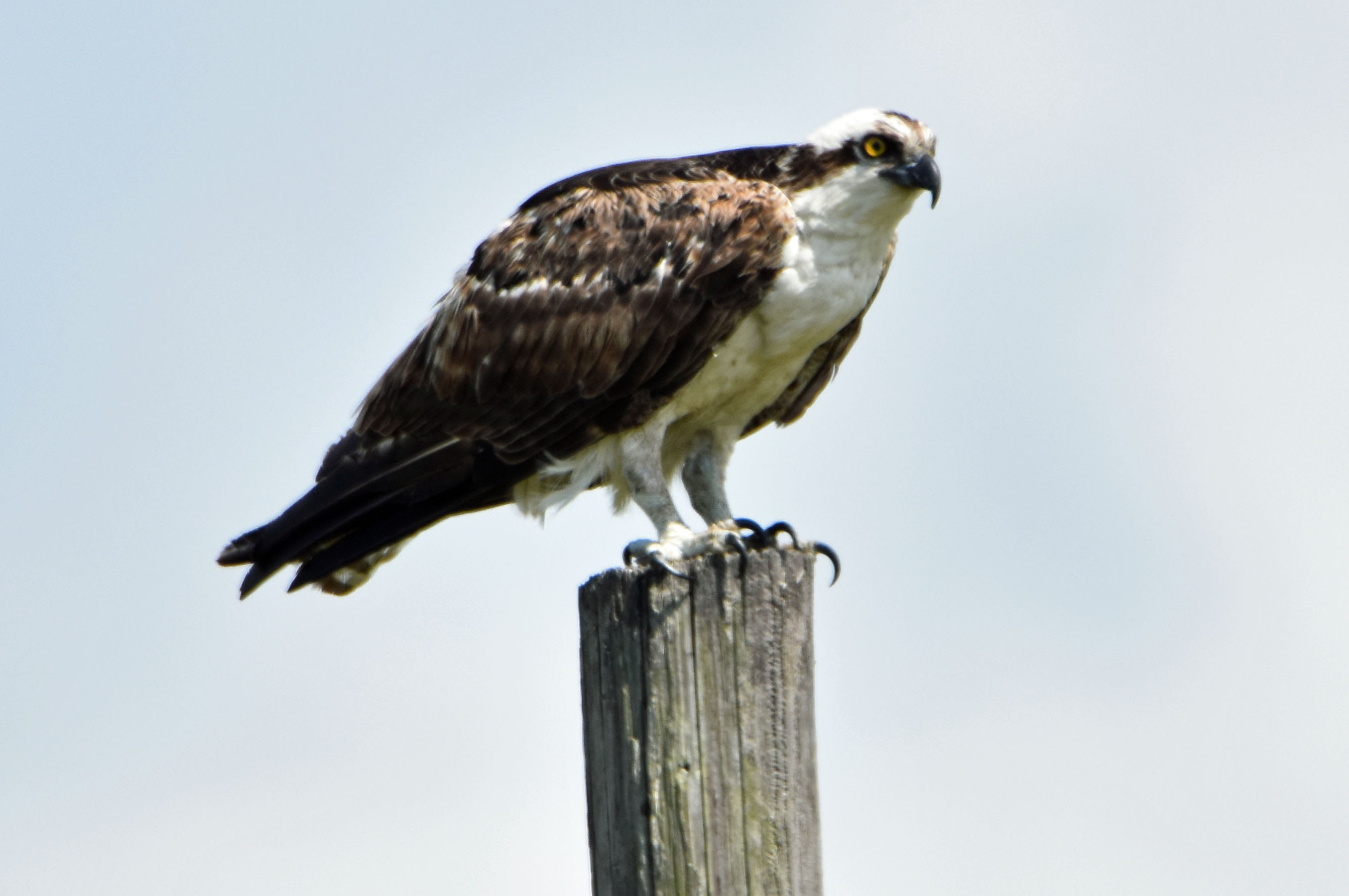 Osprey - Big Year Birding