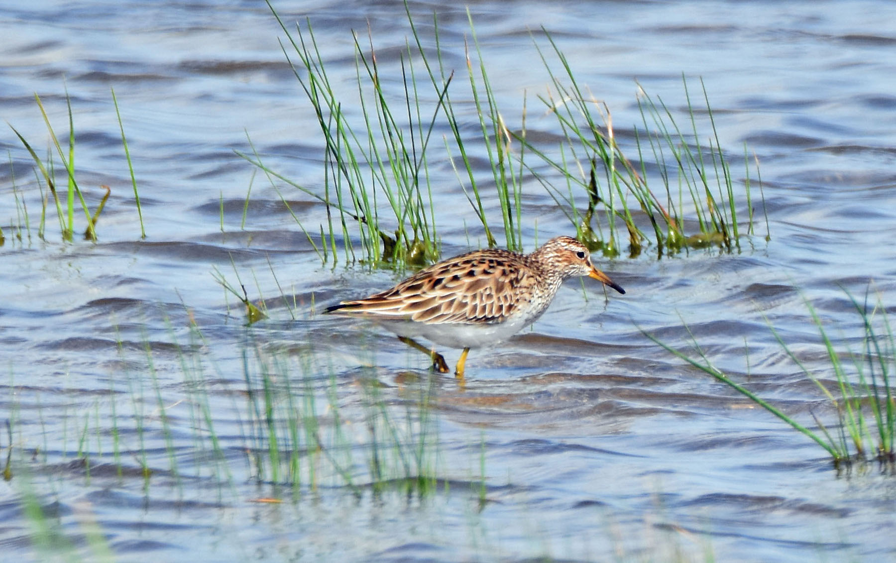 Pectoral Sandpiper - Big Year Birding
