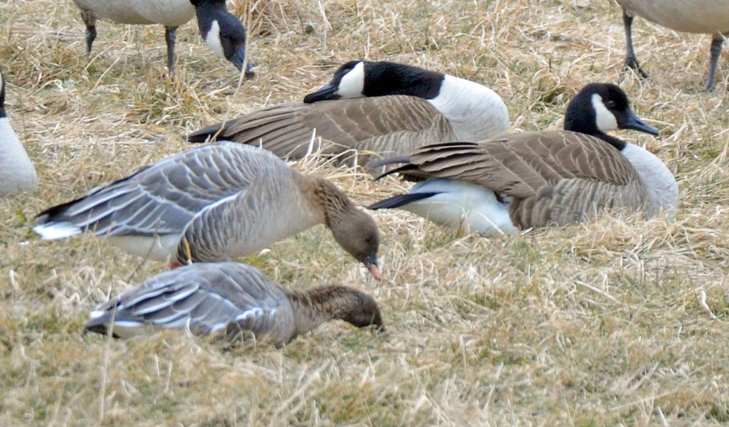 Pink-footed Goose - Big Year Birding