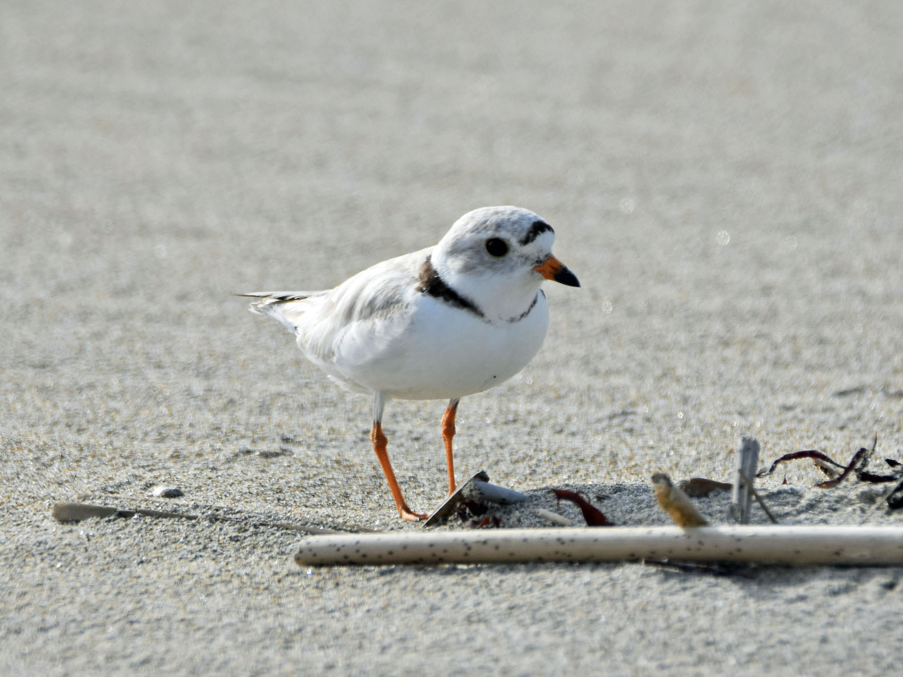 Piping Plover - Big Year Birding