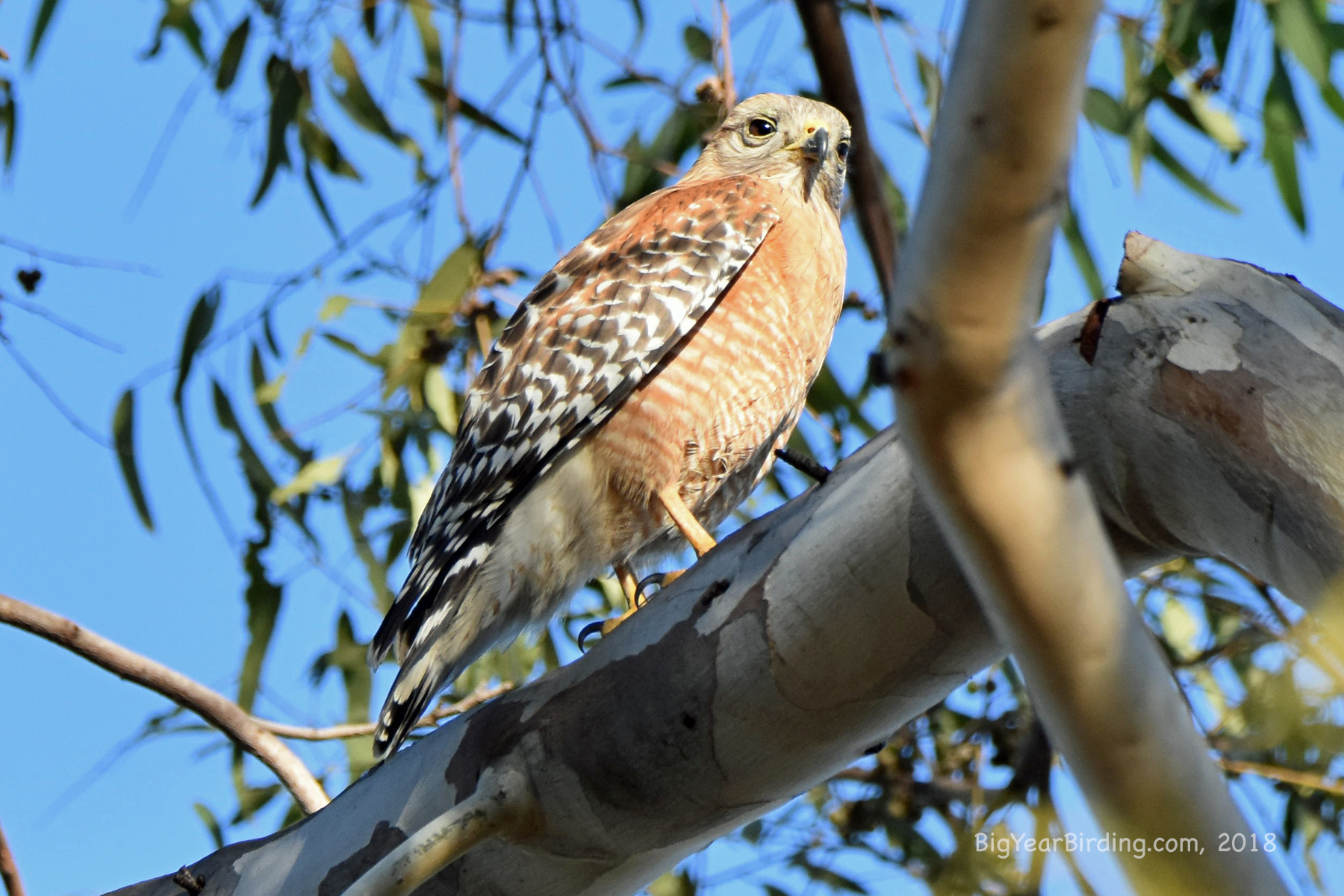 Red-shouldered Hawk - Big Year Birding