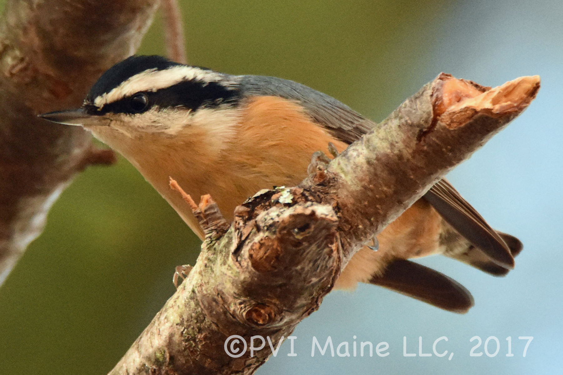 Red Breasted Nuthatch Flying