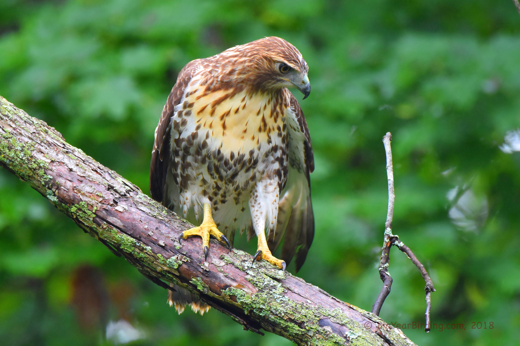 Red-tailed Hawk - Big Year Birding