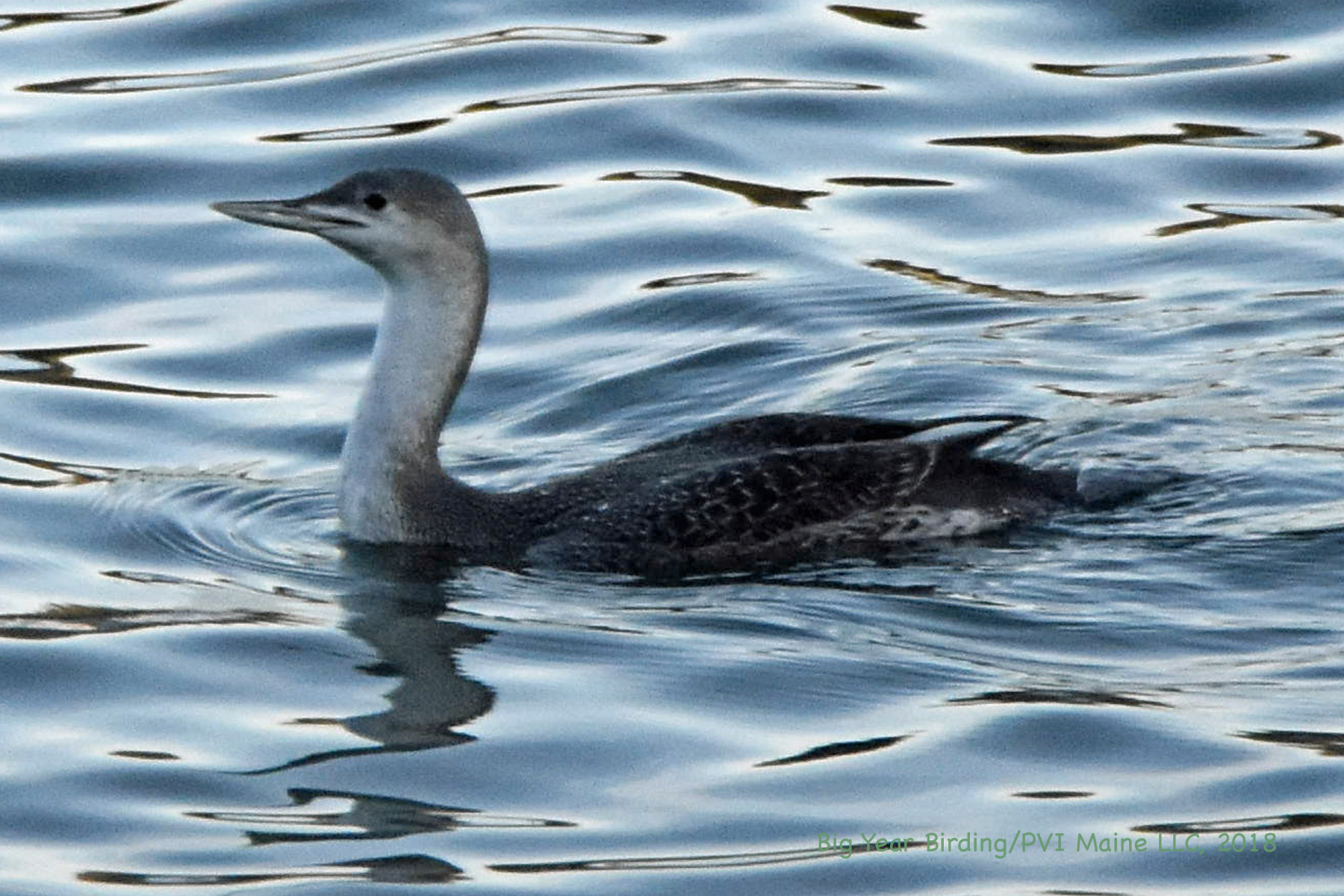 Red-throated Loon - Big Year Birding
