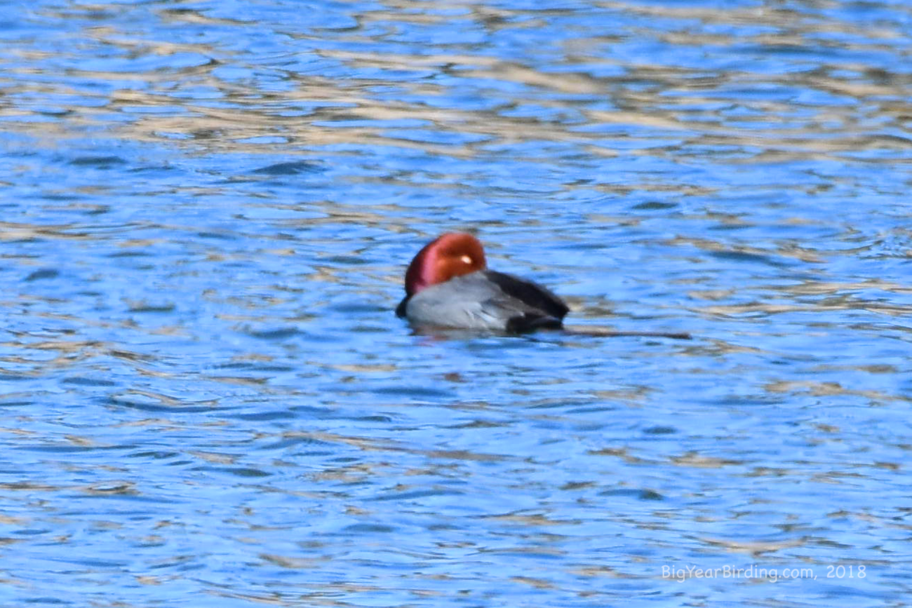 Redhead - Big Year Birding