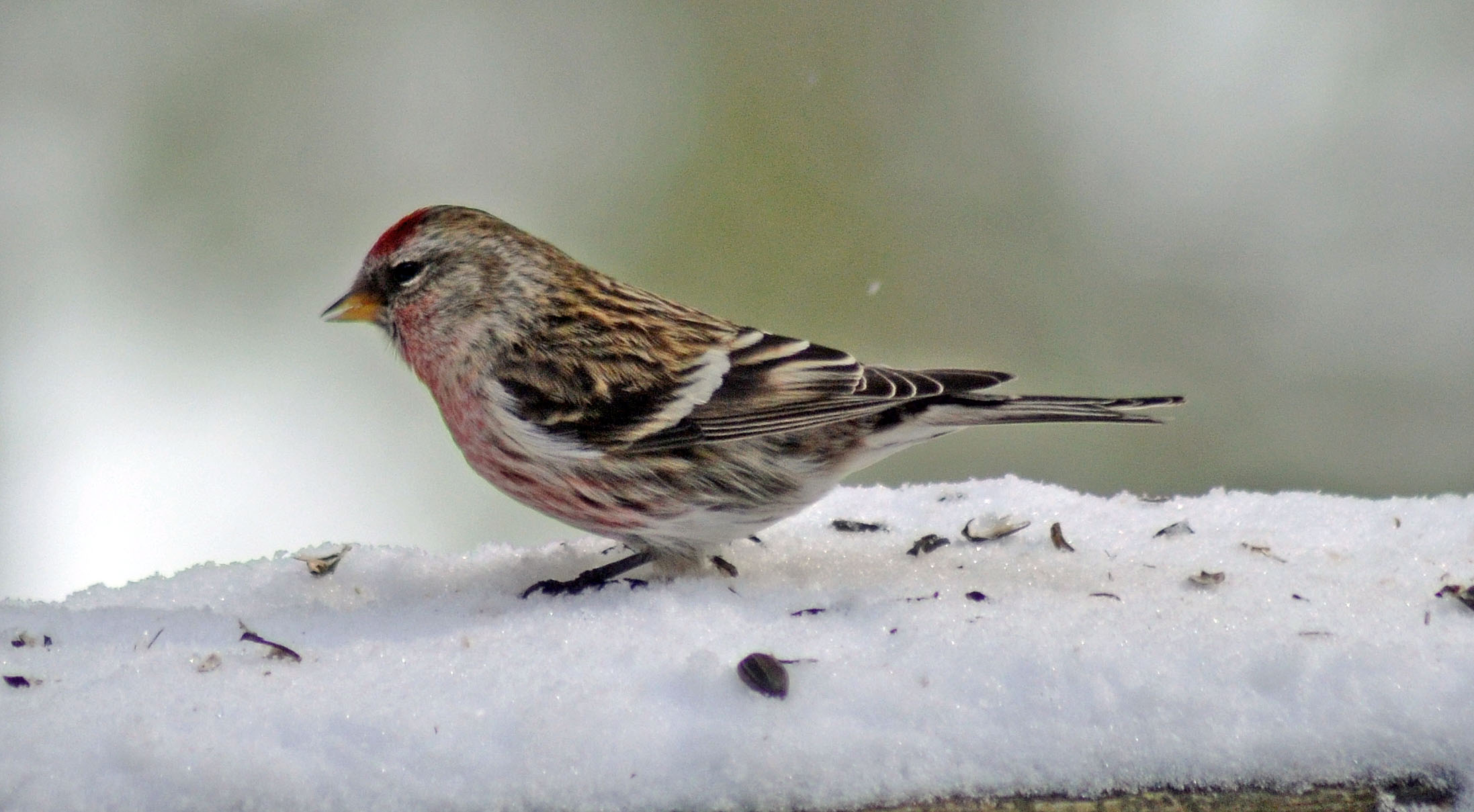 Common Redpoll - Big Year Birding