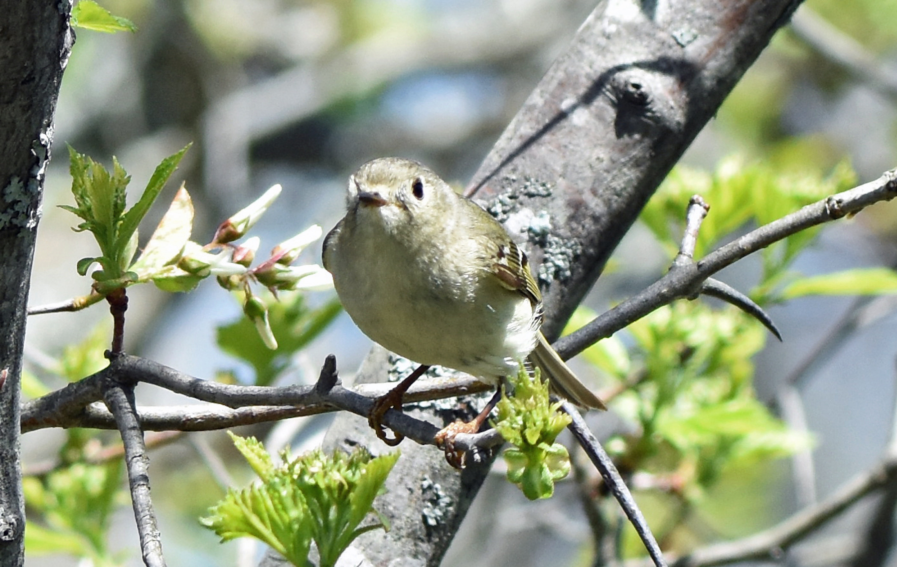 Ruby-crowned Kinglet - Big Year Birding