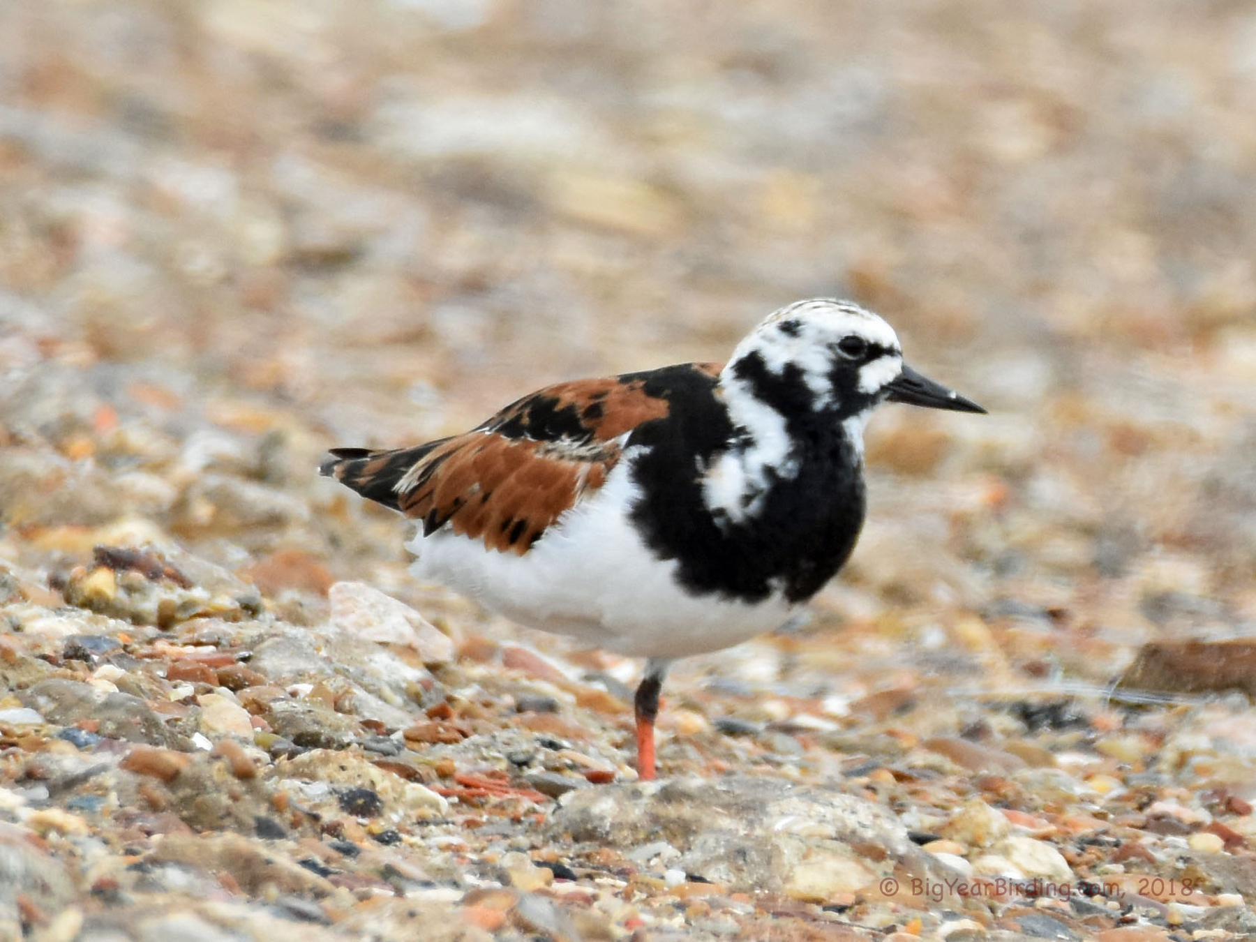 Ruddy Turnstone - Big Year Birding