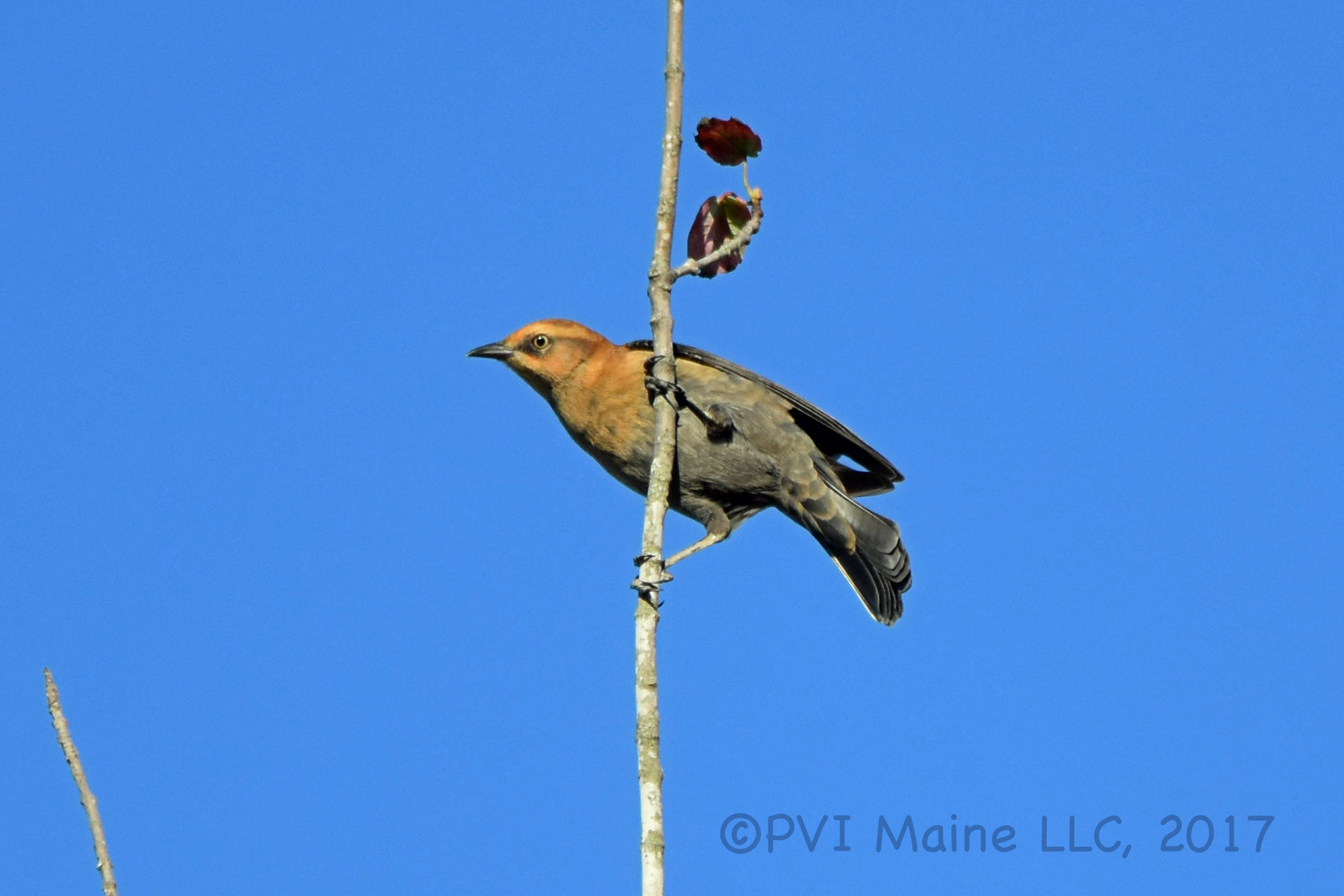 Rusty Blackbird - Big Year Birding