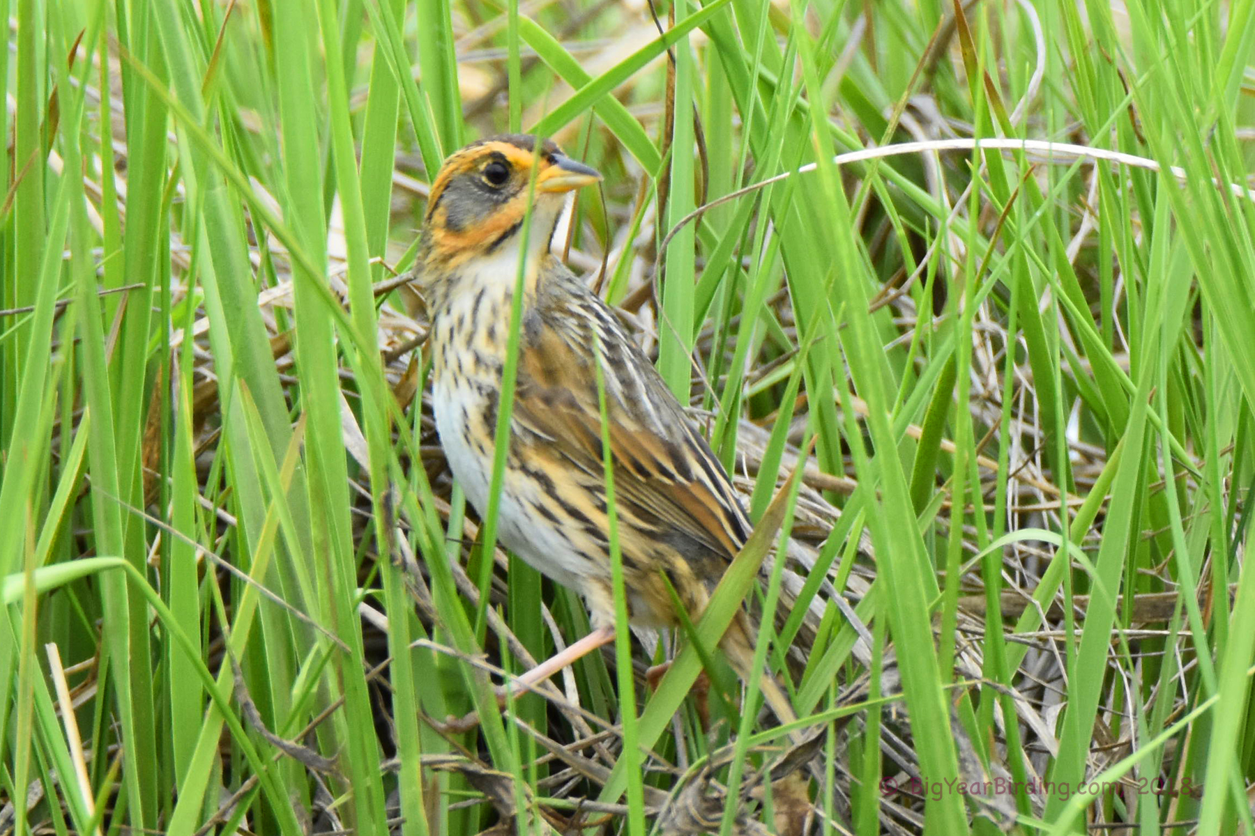Saltmarsh Sparrow - Big Year Birding
