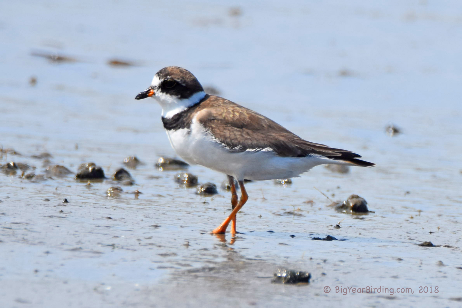 Semipalmated Plover - Big Year Birding