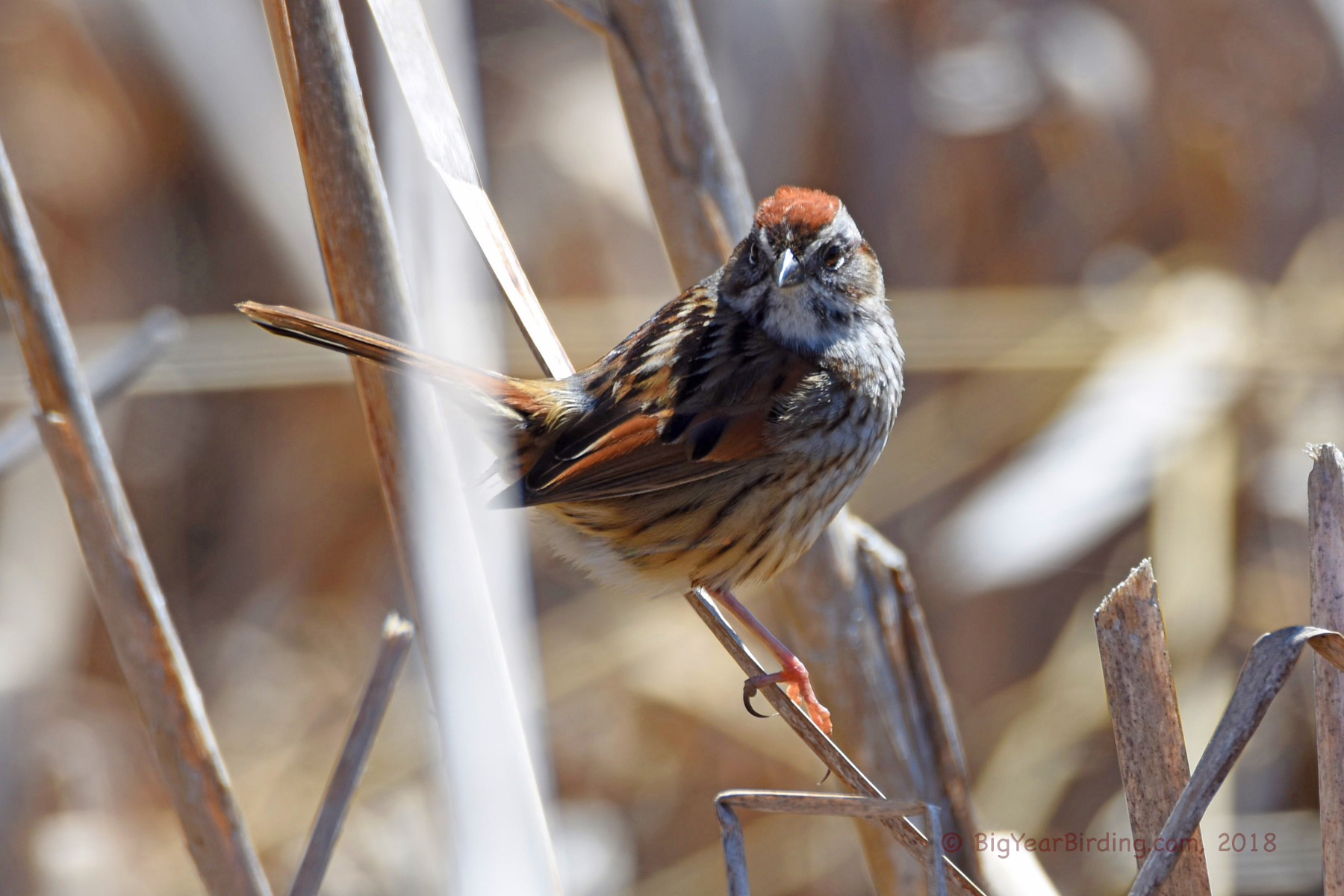 Swamp Sparrow - Big Year Birding