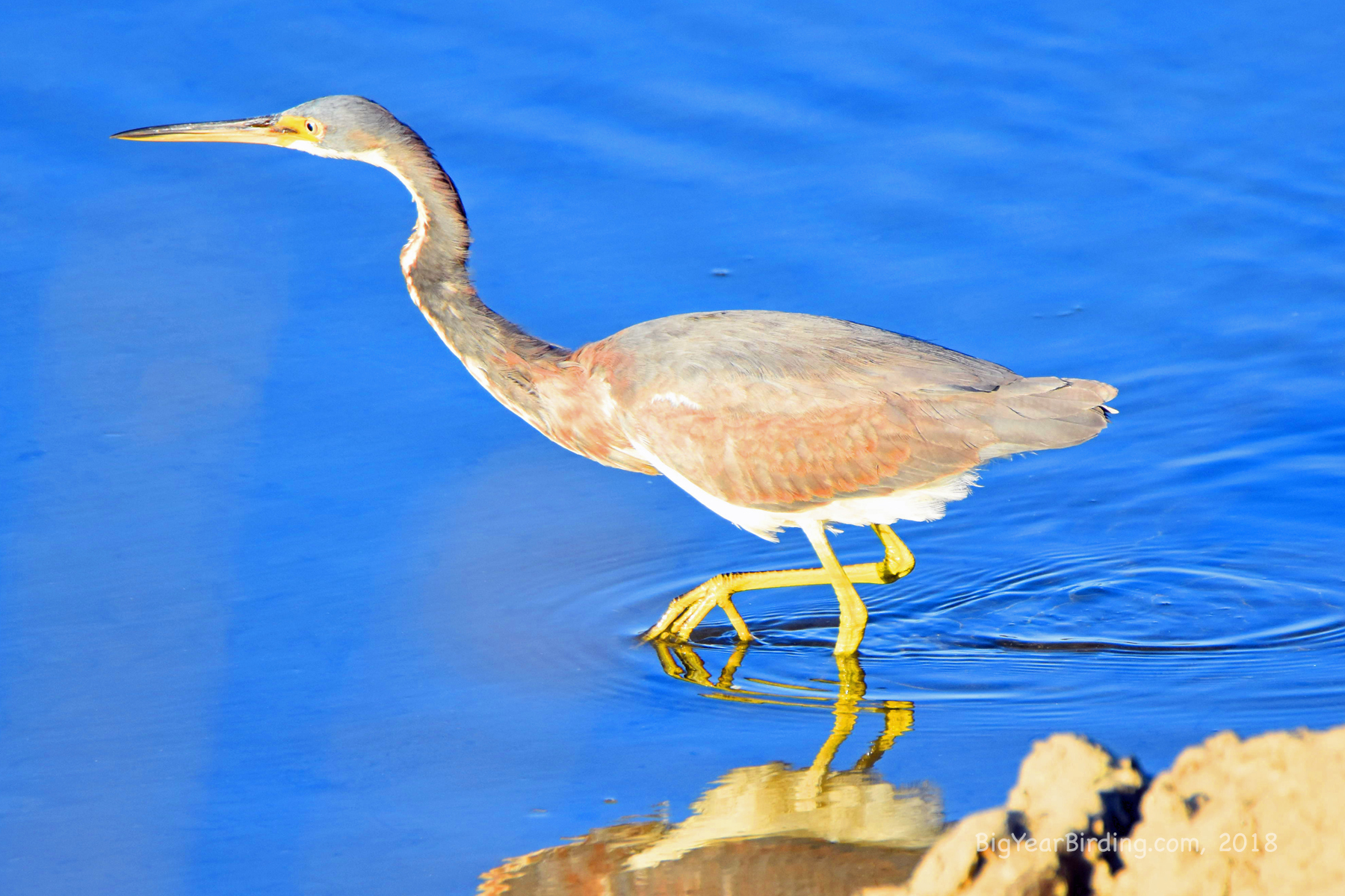 Tricolored Heron - Big Year Birding