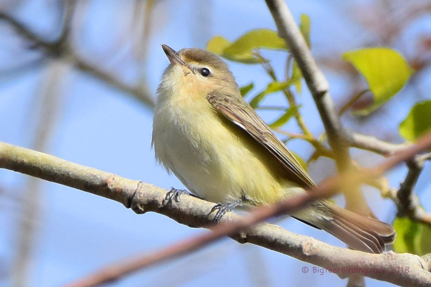 Warbling Vireo - Big Year Birding