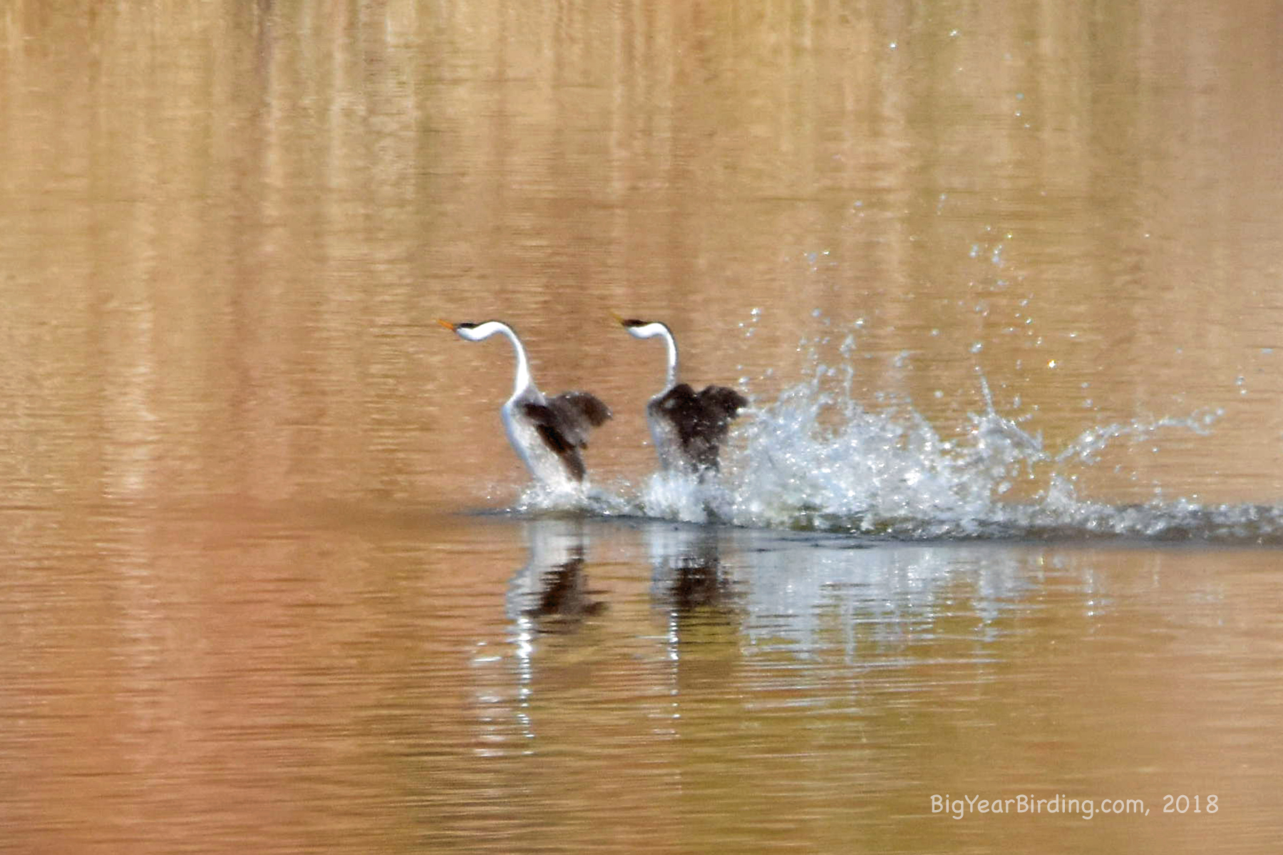 Western Grebe - Big Year Birding