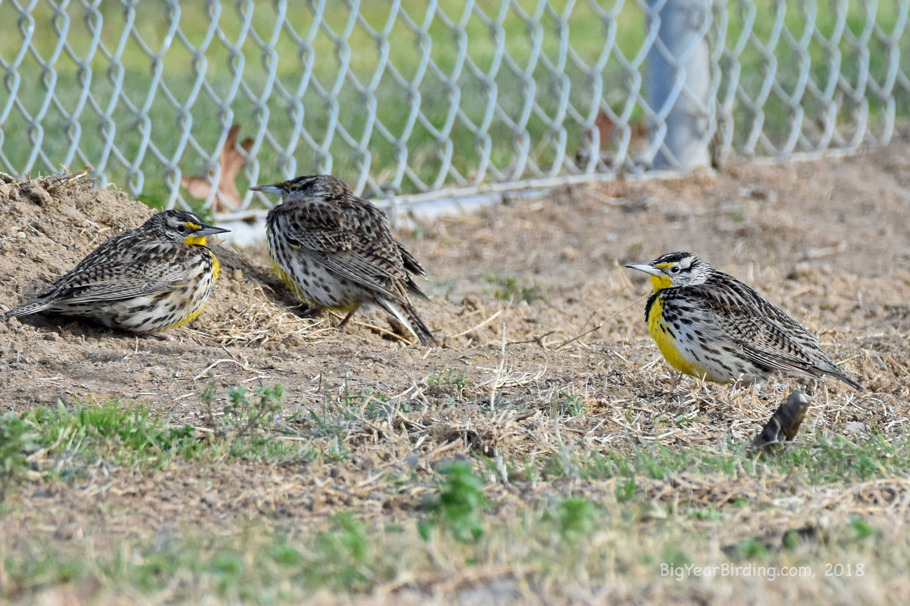 Western Meadowlark - Big Year Birding