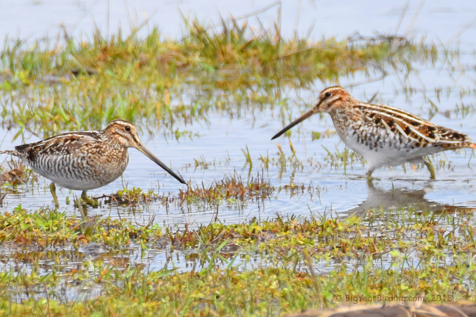 Wilson's Snipe - Big Year Birding