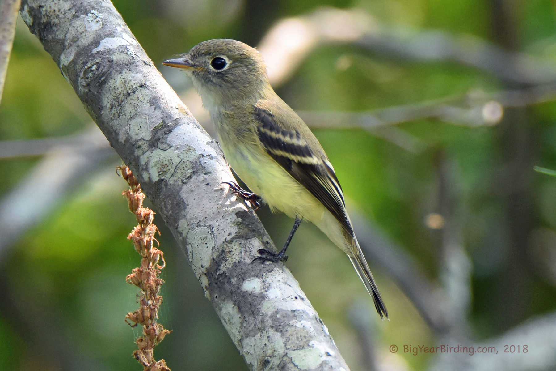 Yellow-bellied Flycatcher - Big Year Birding