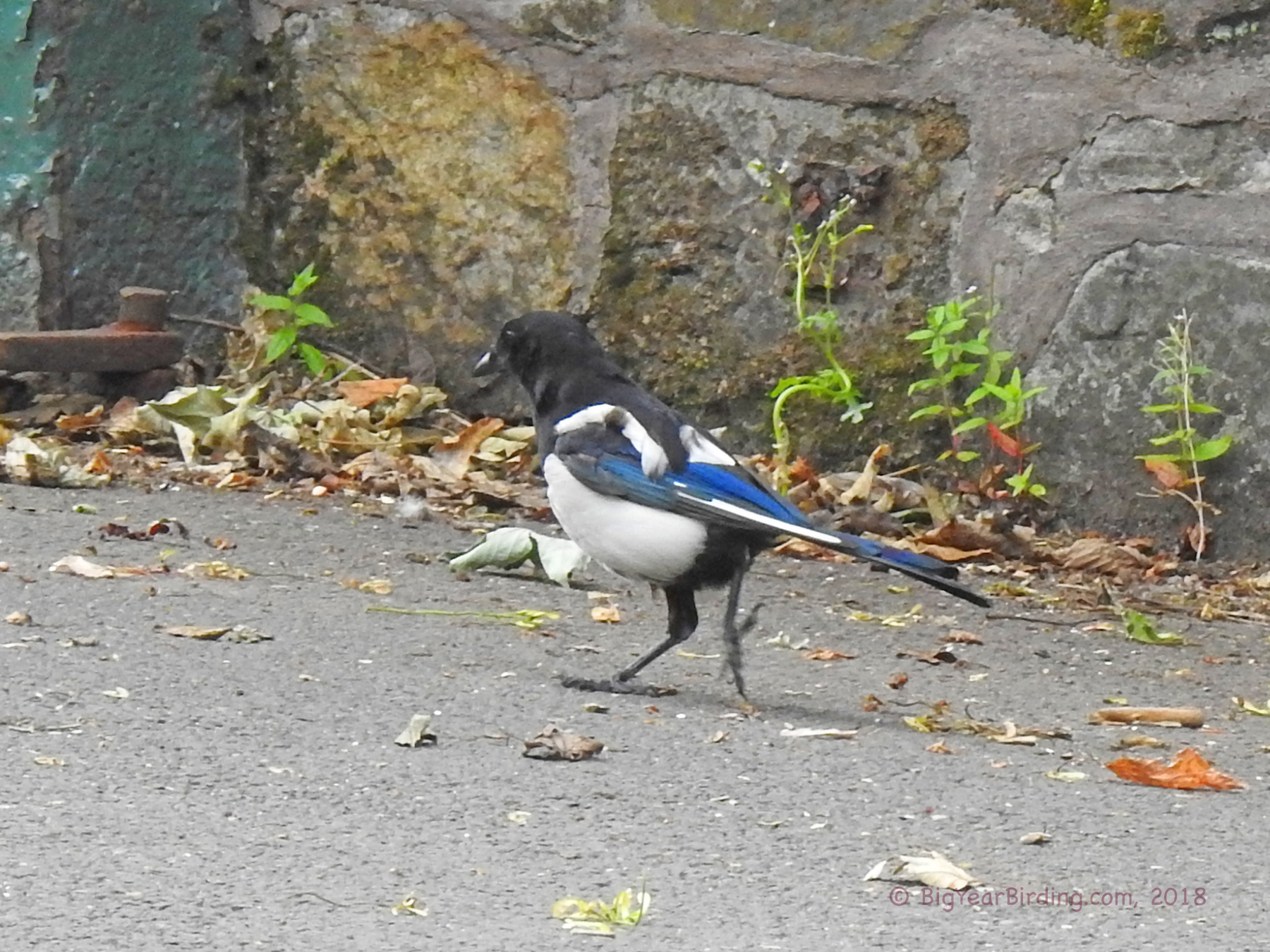 Eurasian Magpie - Big Year Birding