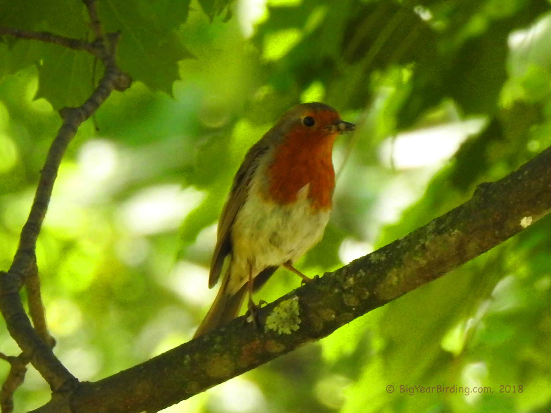 European Robin - Big Year Birding