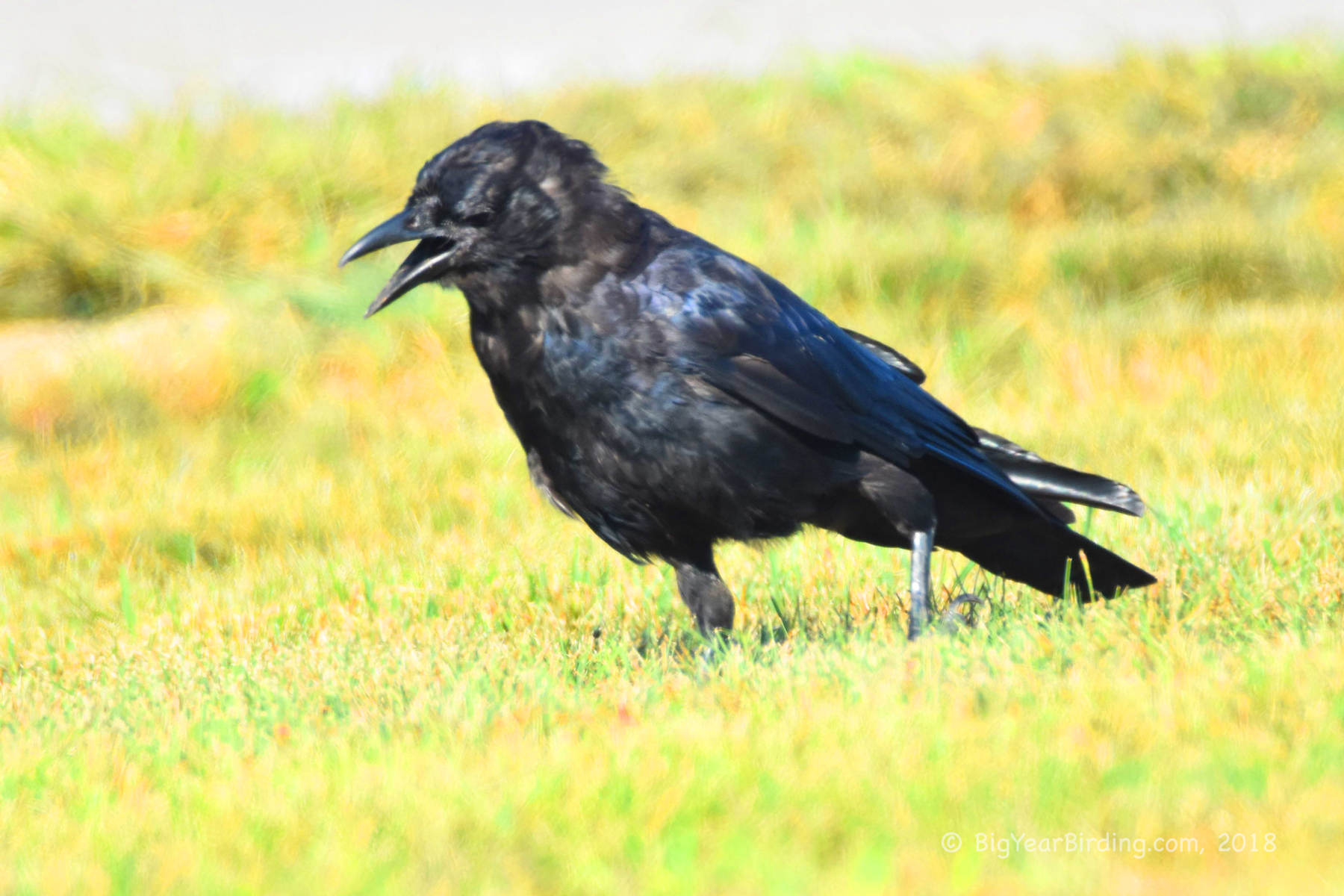 Fish Crow - Big Year Birding